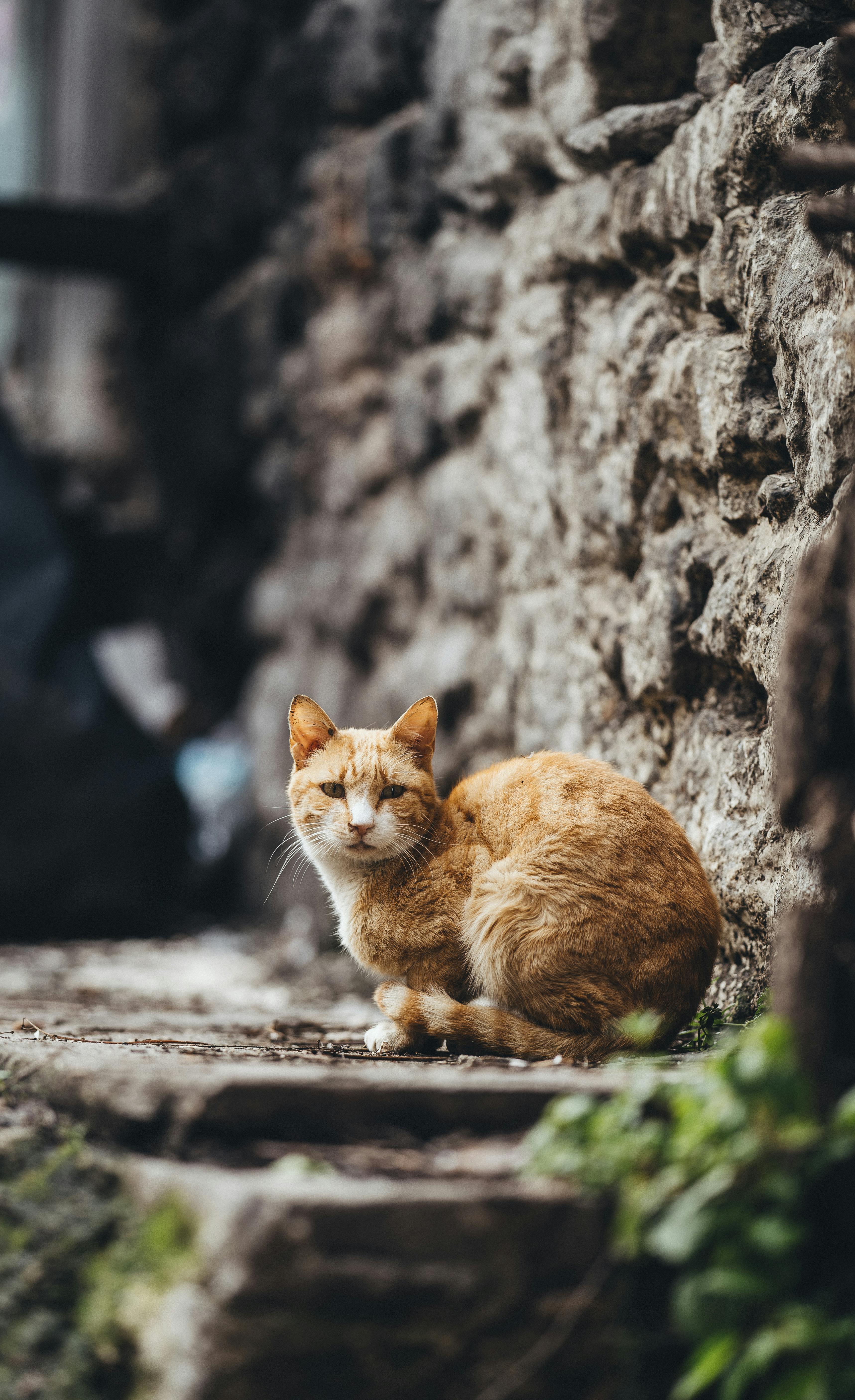 Orange Tabby Cat Sitting on the Ground · Free Stock Photo