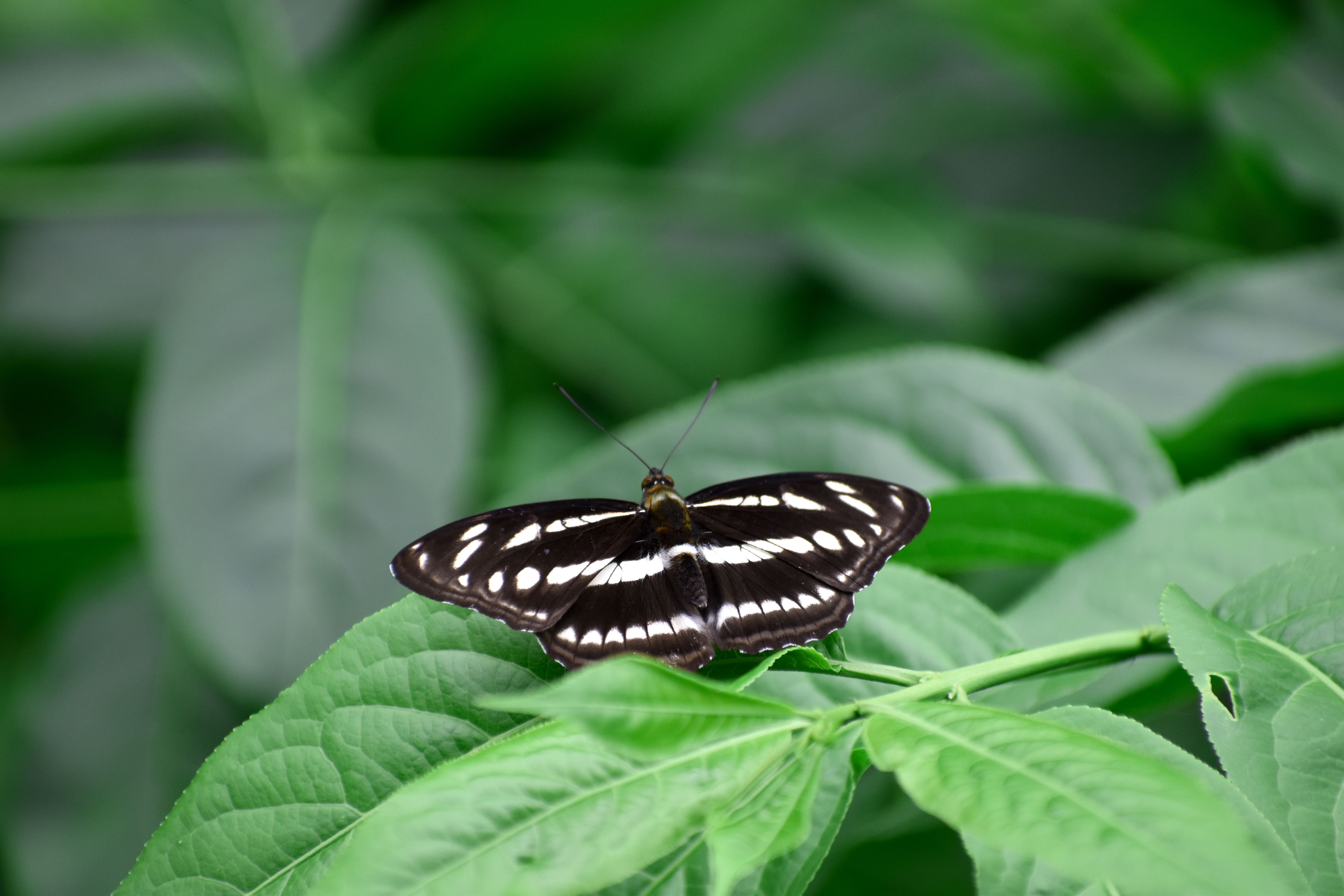 Butterfly in Close Up Shot · Free Stock Photo