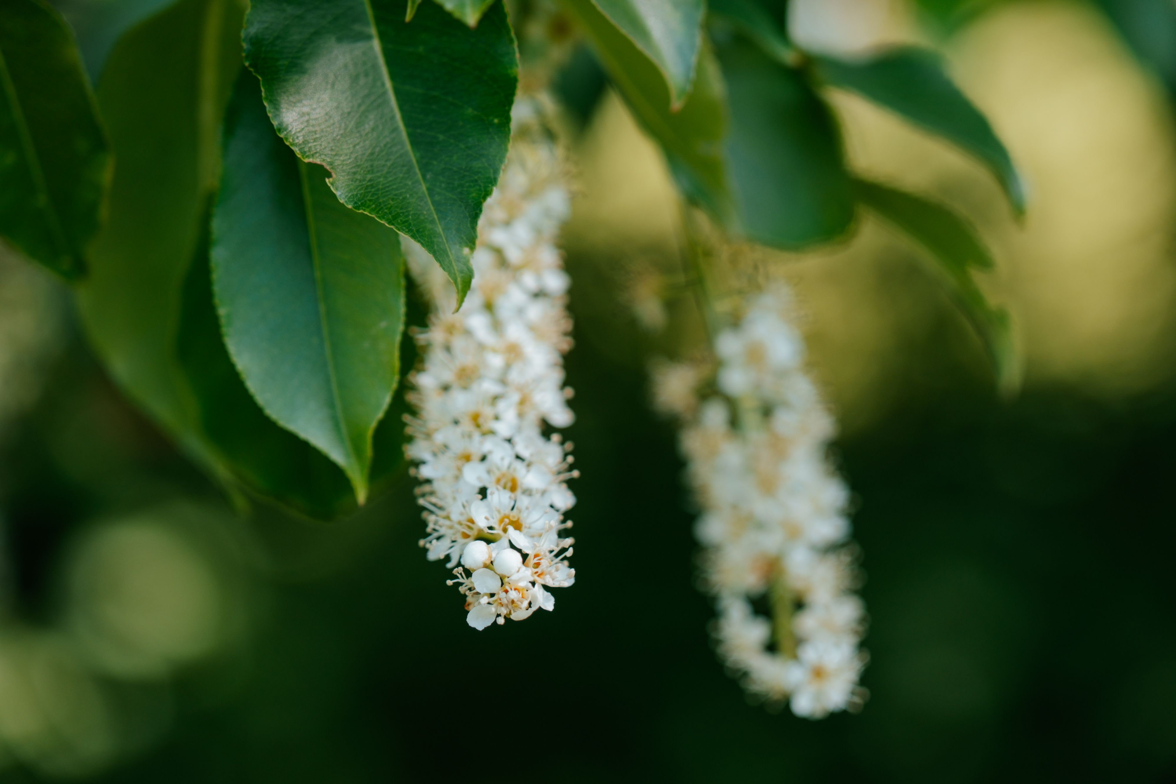 Bitter Berry Photos, Download The BEST Free Bitter Berry Stock Photos ...