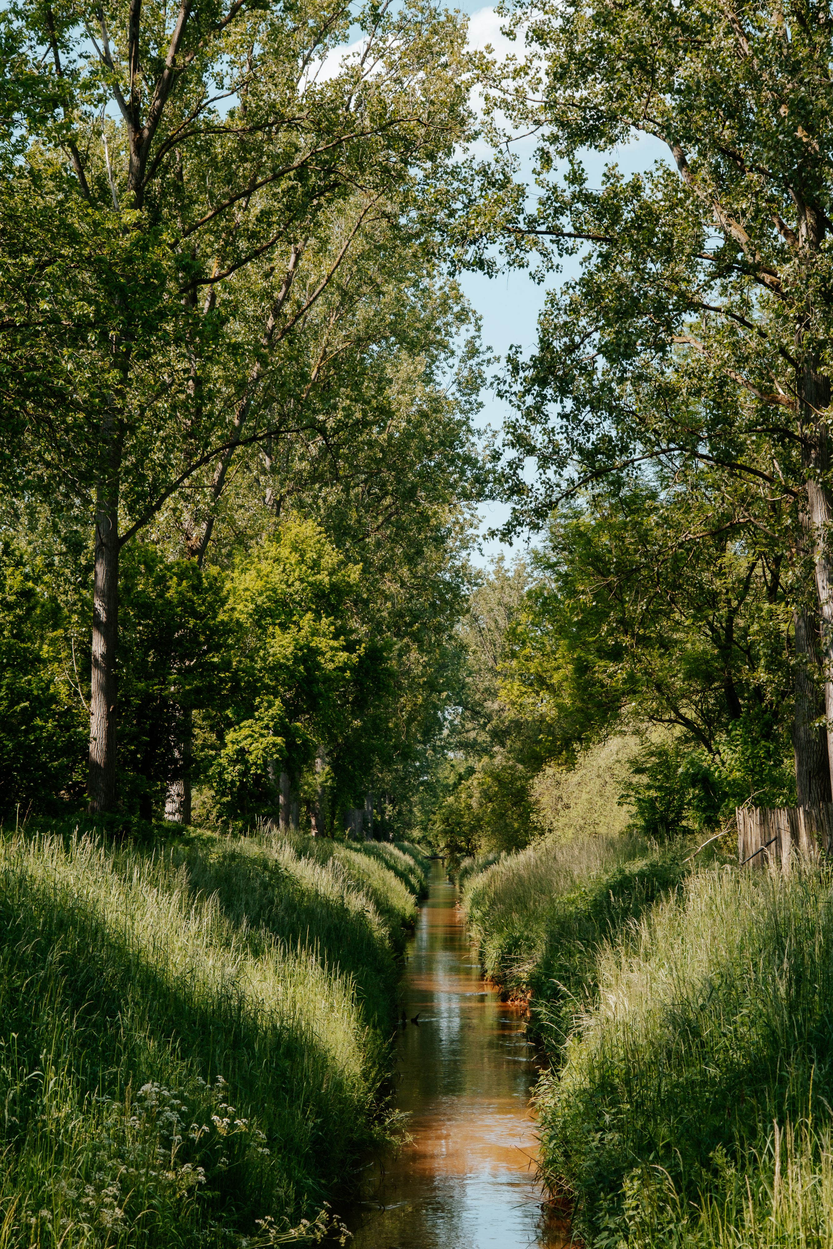 Small River in the Middle of the Forest · Free Stock Photo