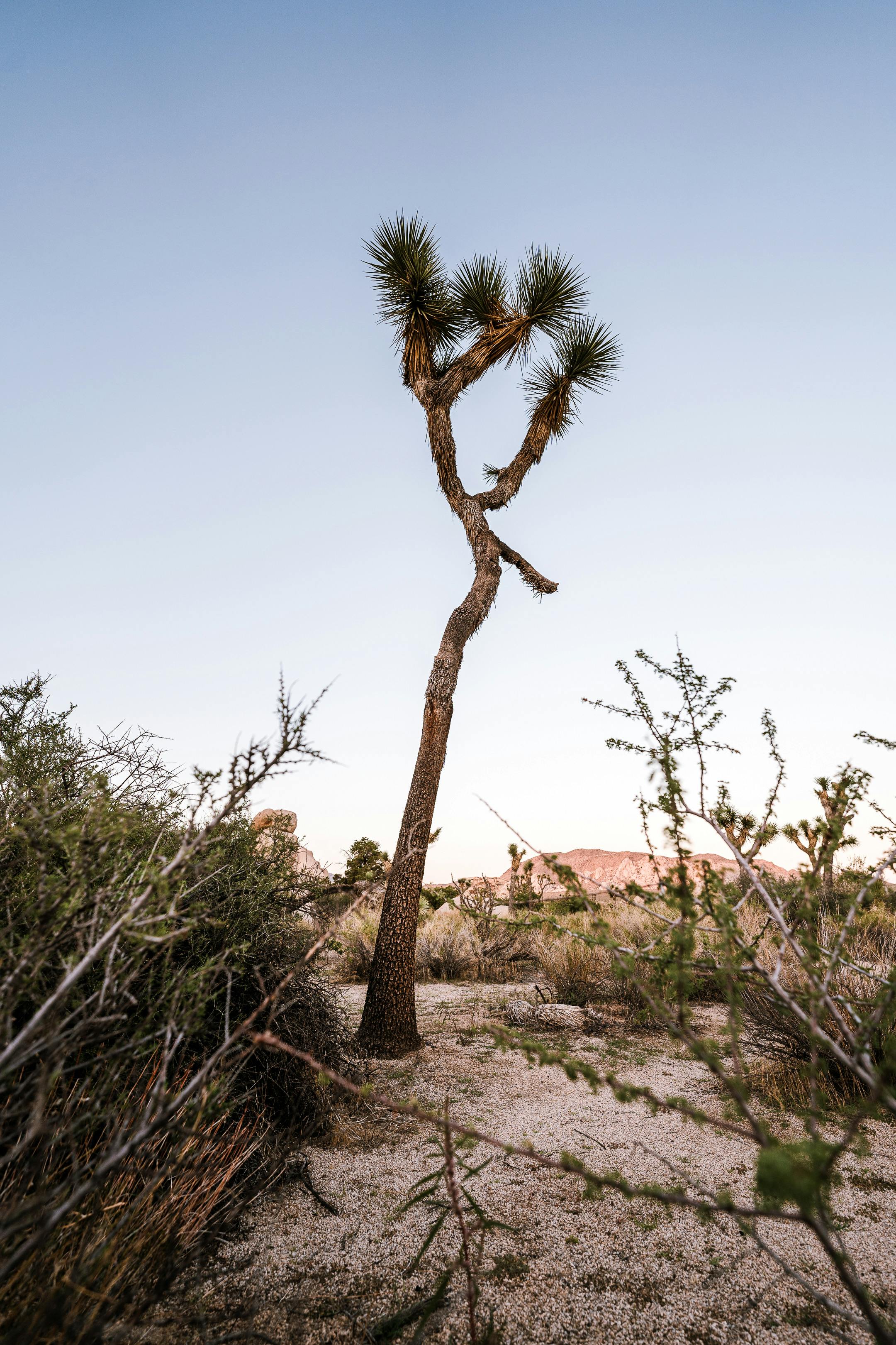 Desert About Synonym Photos, Download Free Desert About Synonym Stock ...