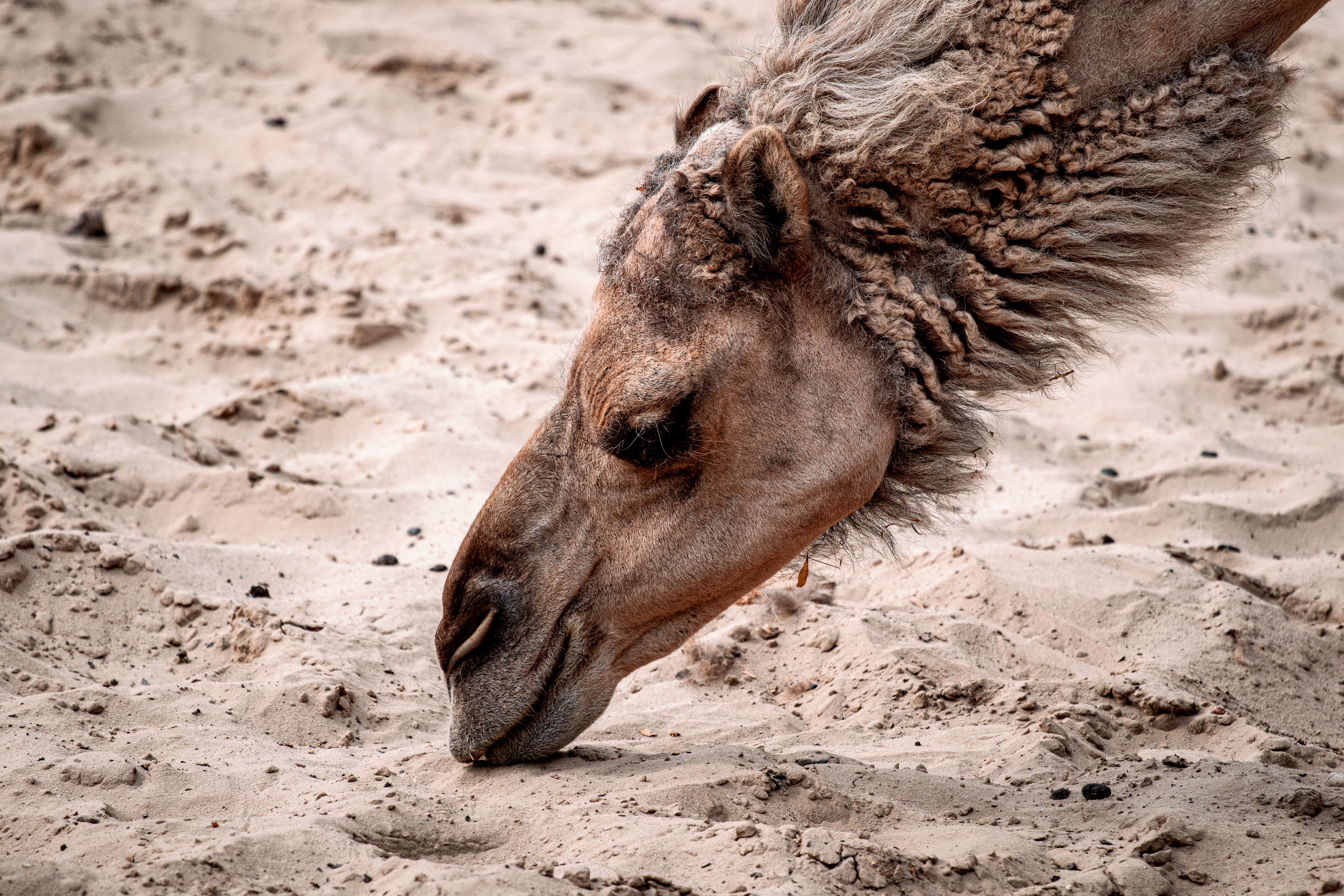 Exploring Pack Animals: Uses and Insights for Beginners