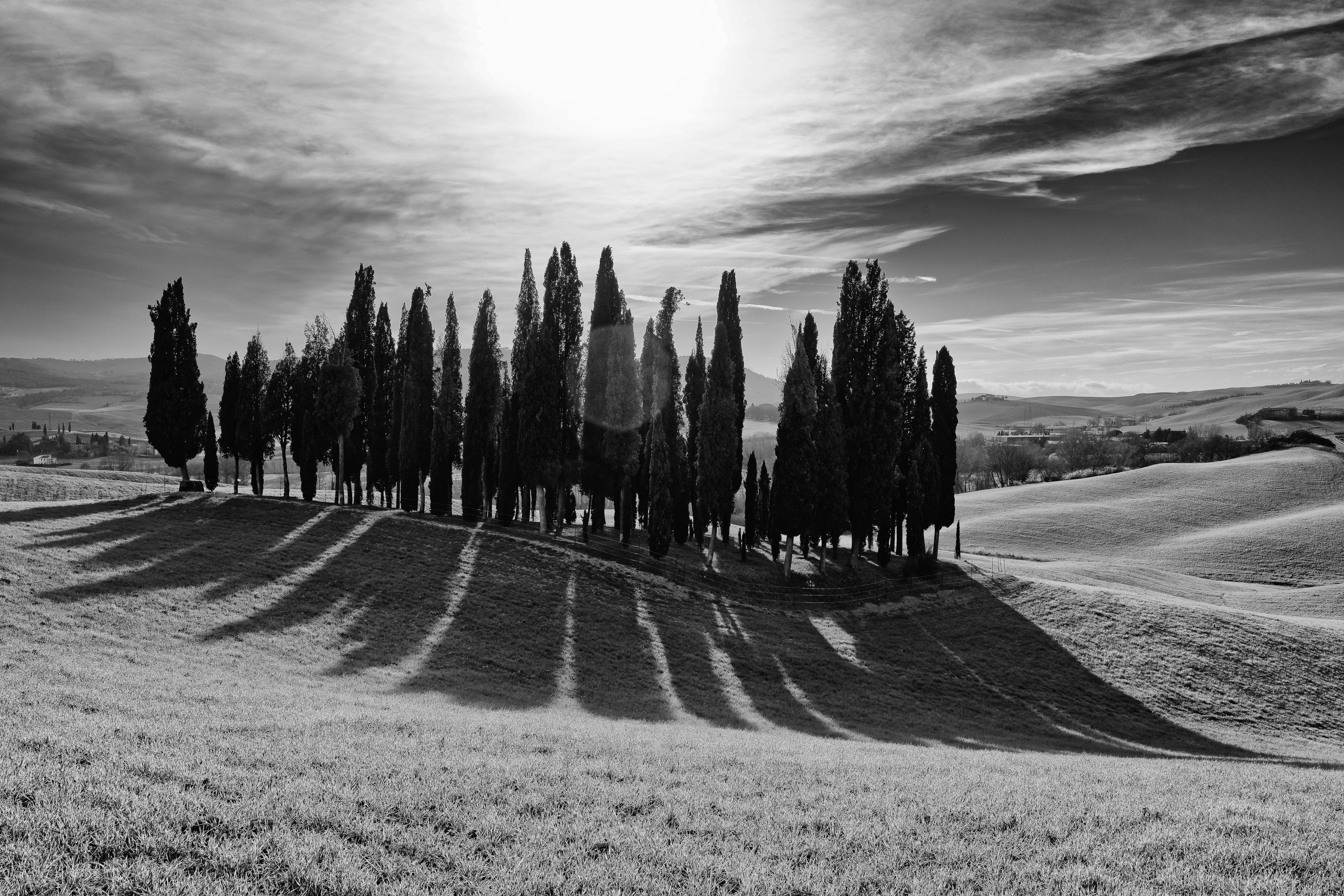 Gray-scale Landscape Photograph of Field of Wheat · Free Stock Photo