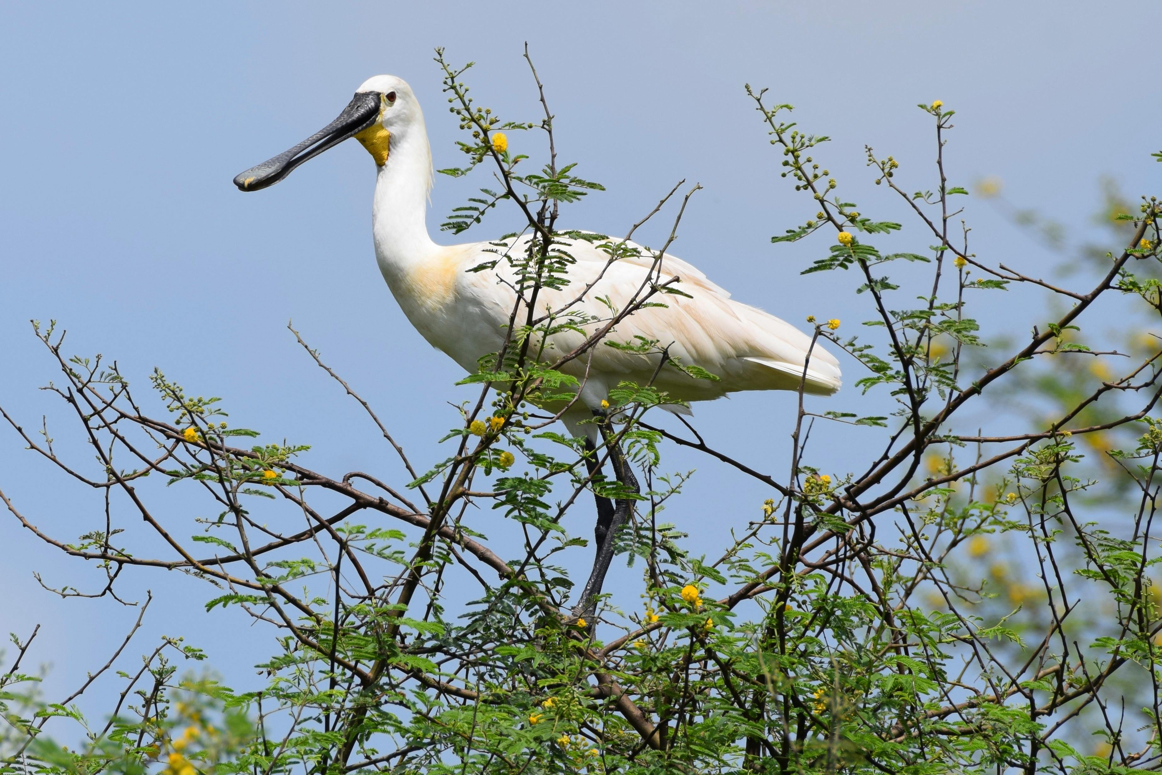 Photo of White Bird on a Tree · Free Stock Photo