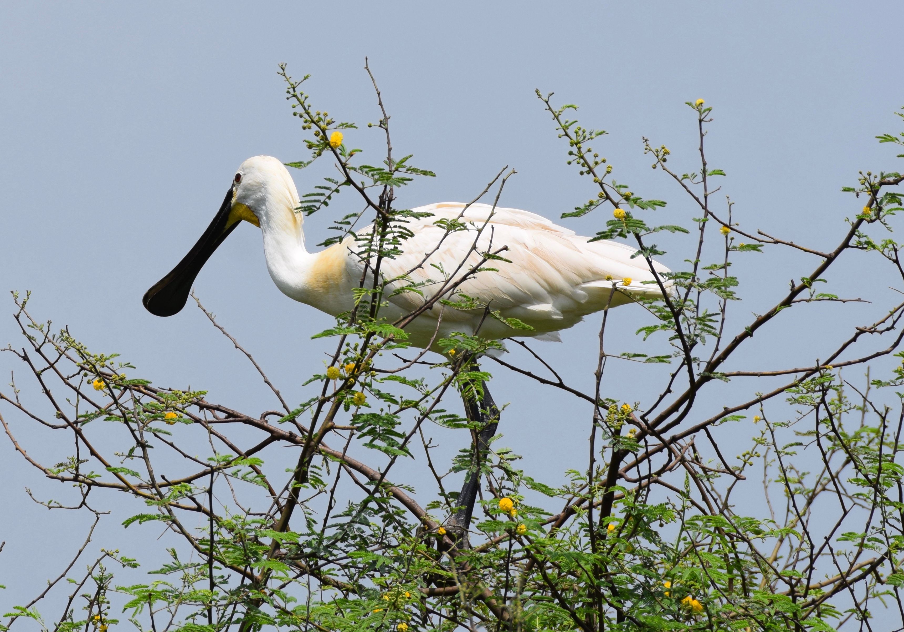 Photo of White Bird on a Tree · Free Stock Photo