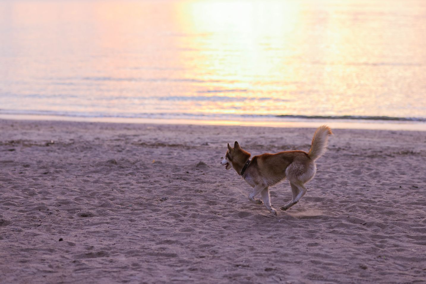 Understanding Dogs Tail Anatomy: A Detailed Guide
