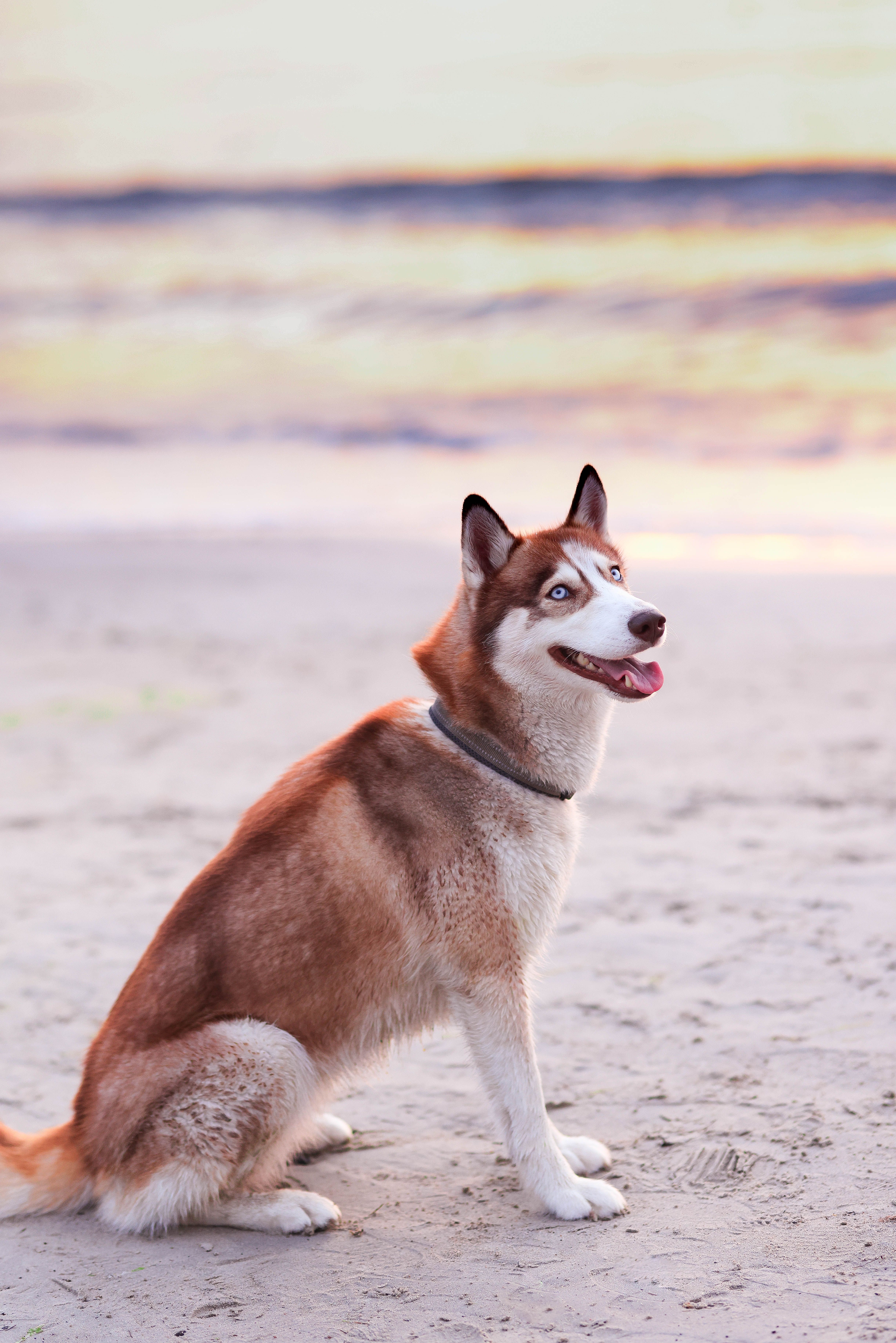 Dog Sitting on Sand Beach on Dusk · Free Stock Photo