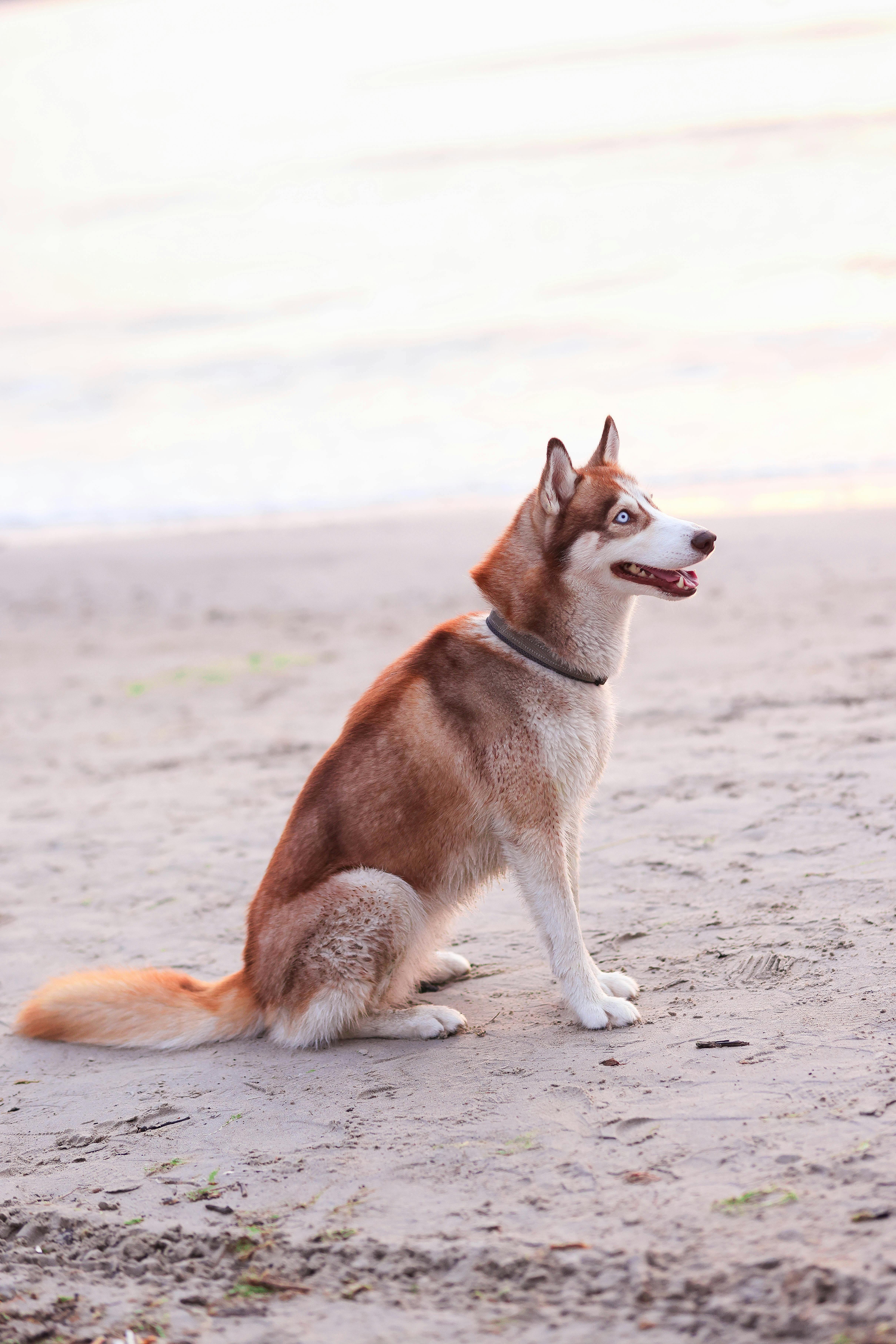 Brown and White Siberian Husky on White Sand · Free Stock Photo