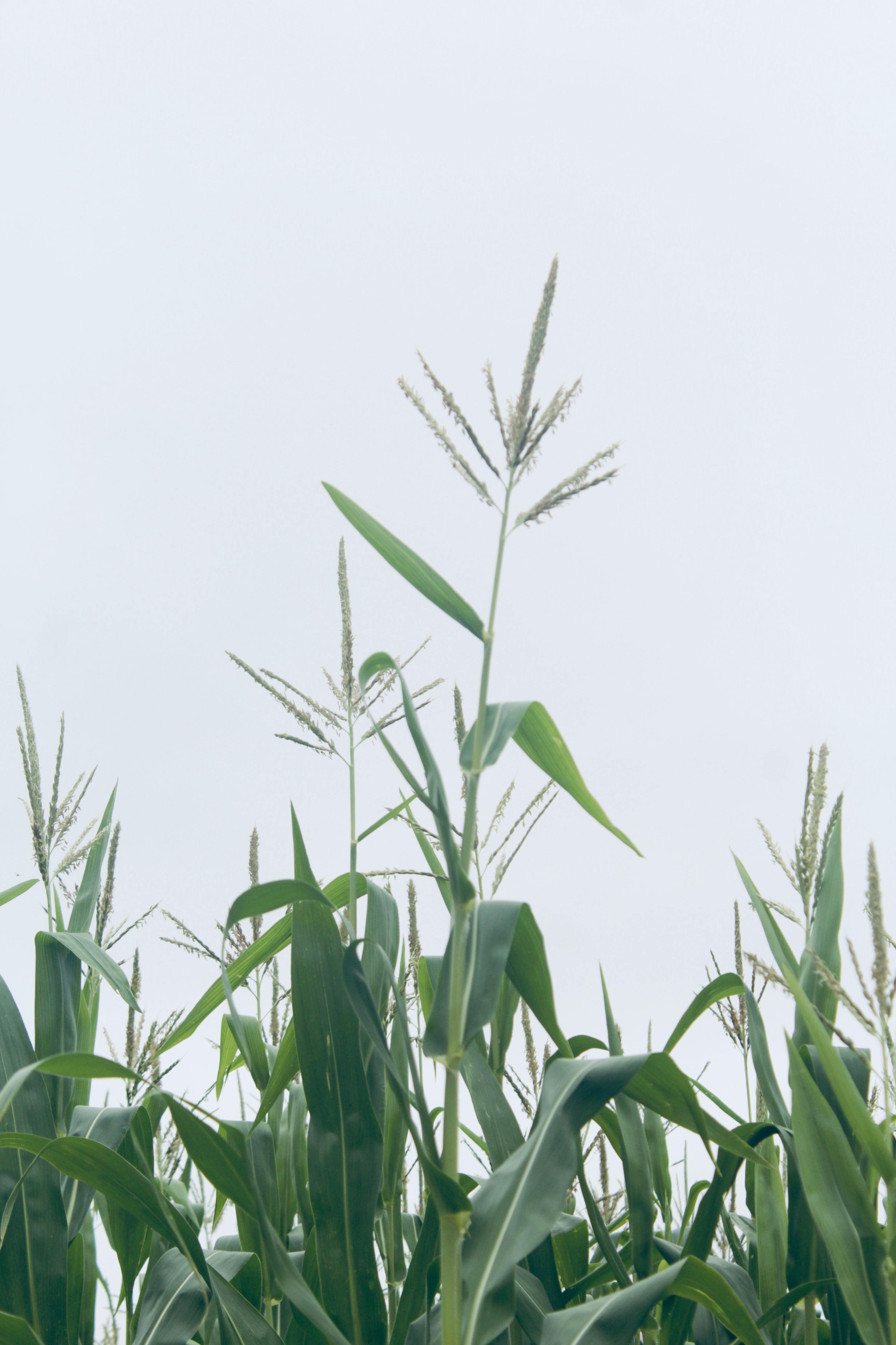 Green Corn Plant Under Gloomy Sky · Free Stock Photo