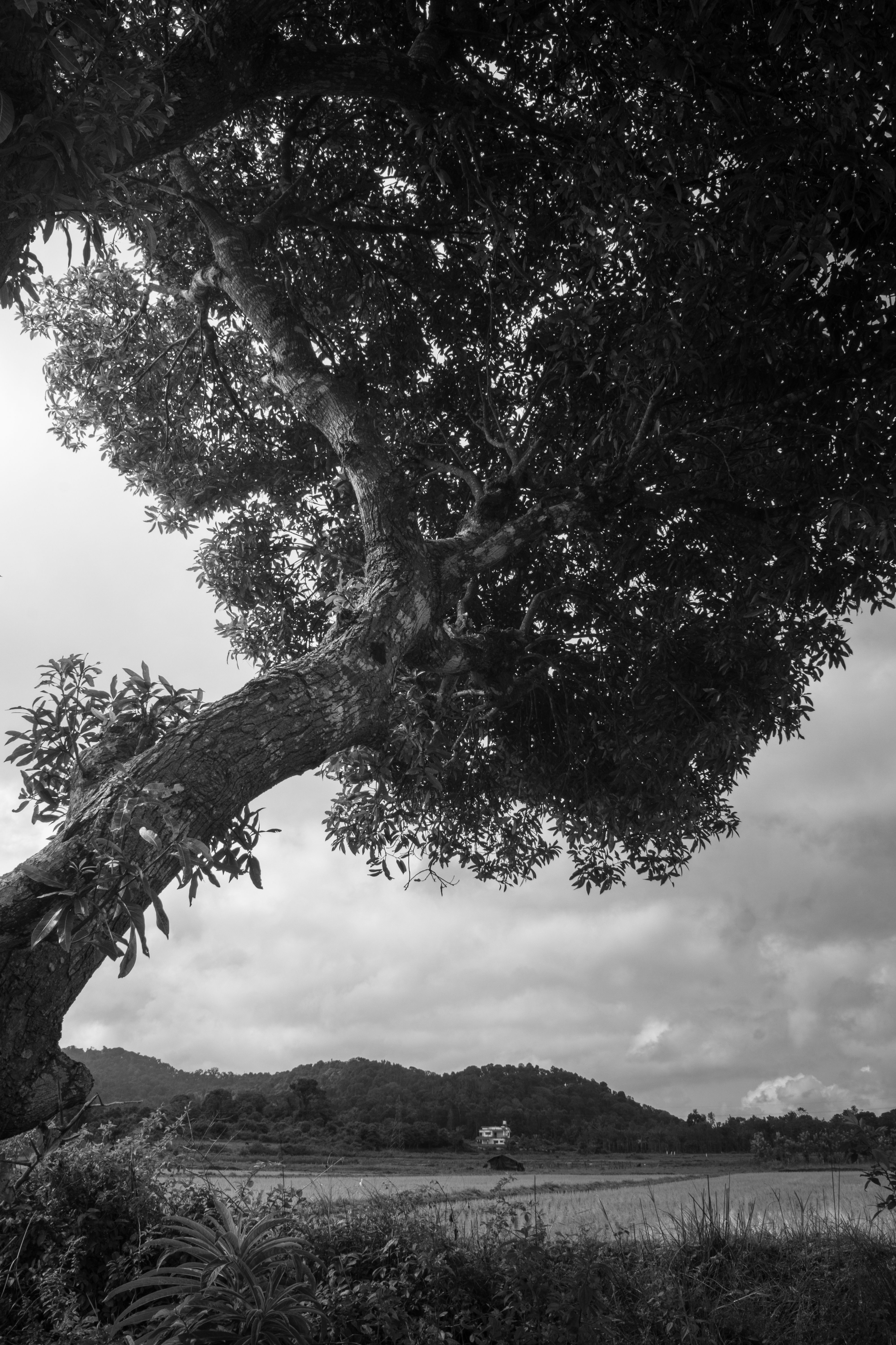 Grayscale Photo of Trees · Free Stock Photo