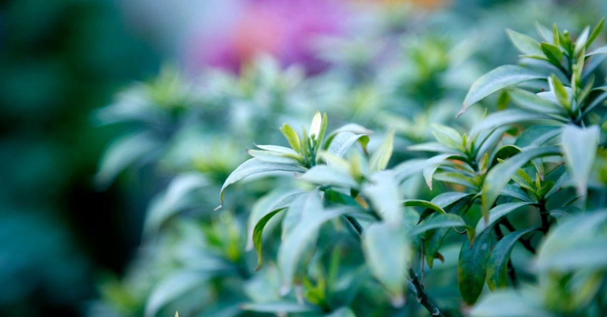 Free Stock Photo Of 4k Wallpaper Fall Leaves Green Free Stock Photo Of 4k Wallpaper Fall Leaves Green