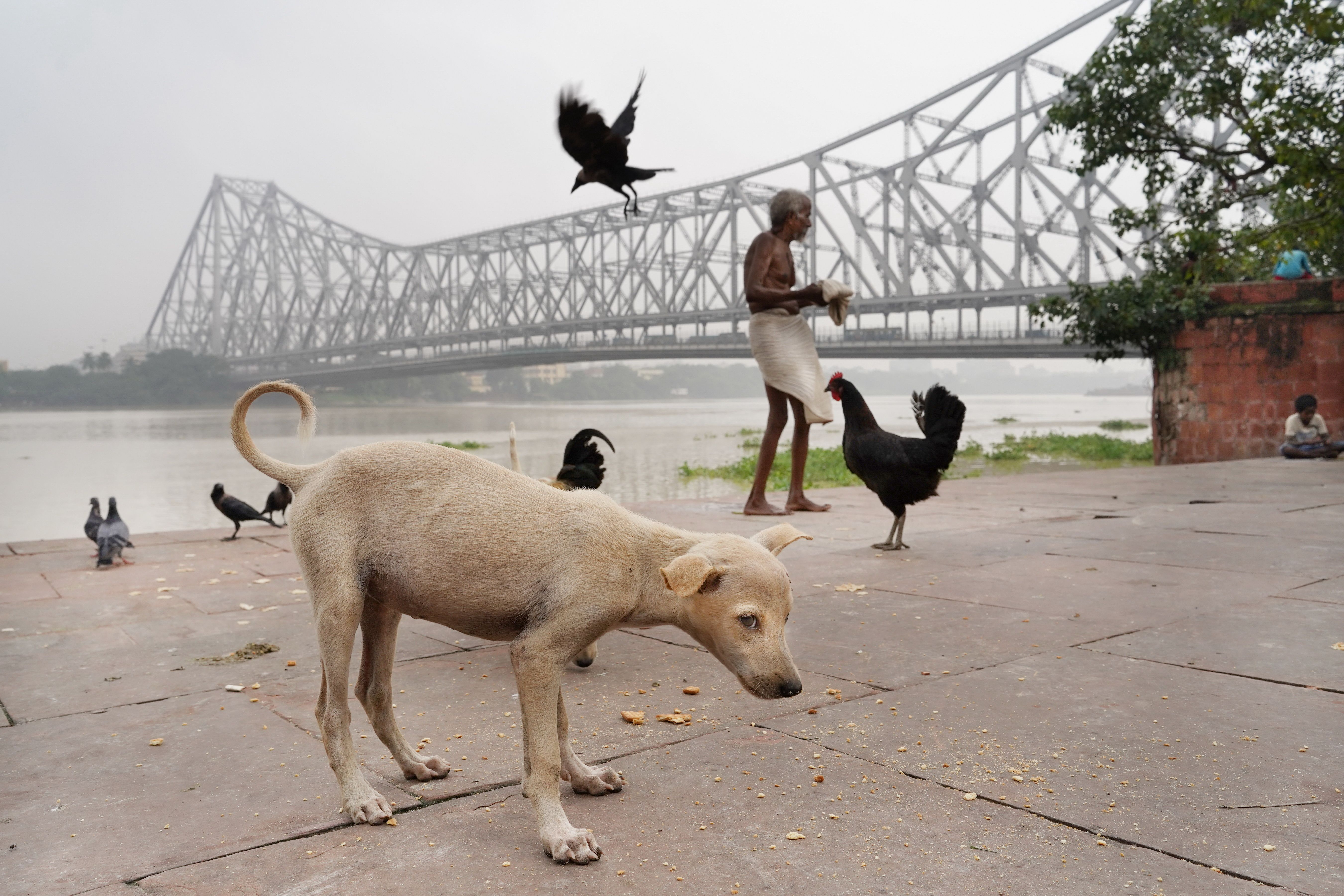 Crow And Dog Photos, Download The BEST Free Crow And Dog Stock Photos ...