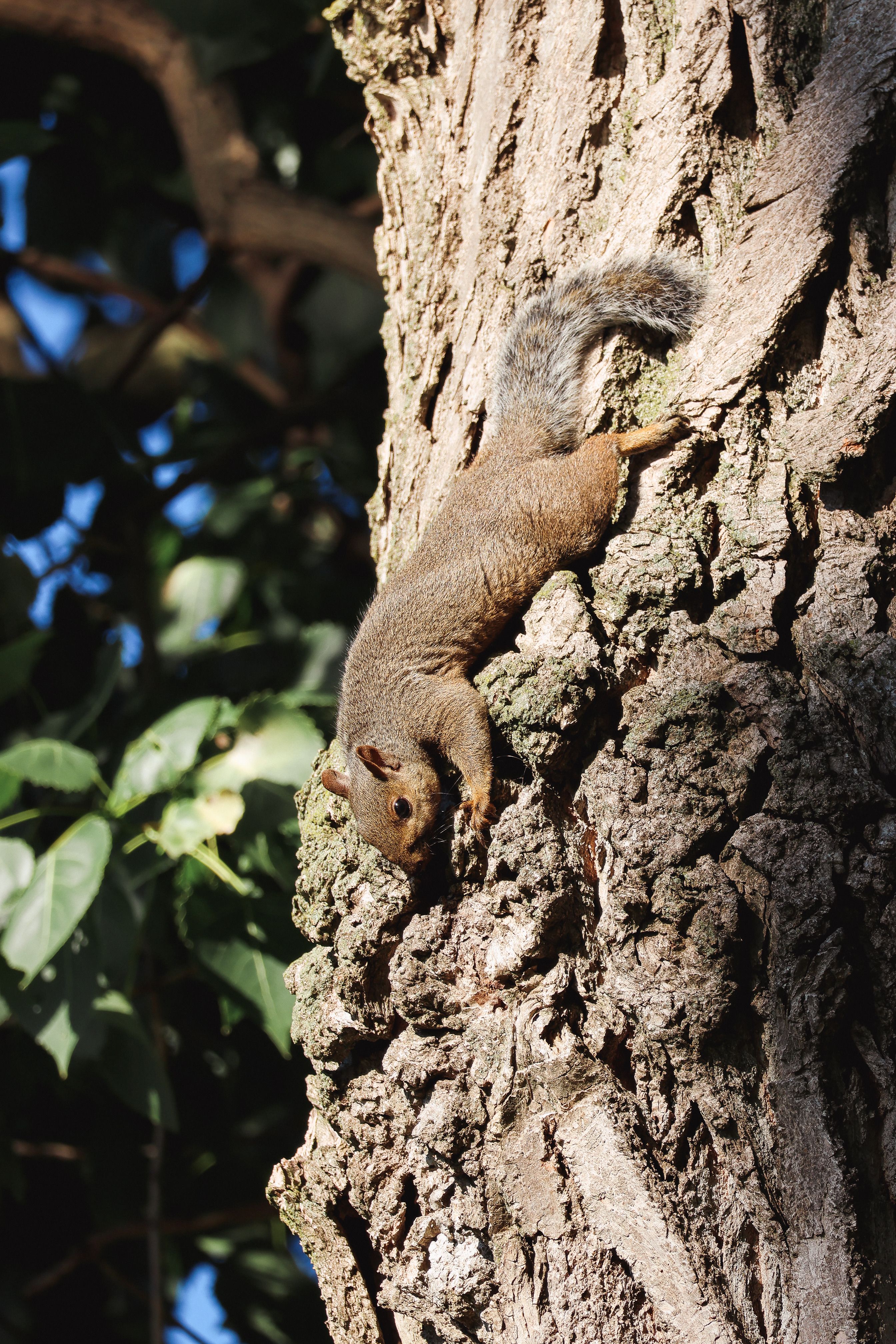 A Squirrel Climbing Down a Tree Trunk · Free Stock Photo