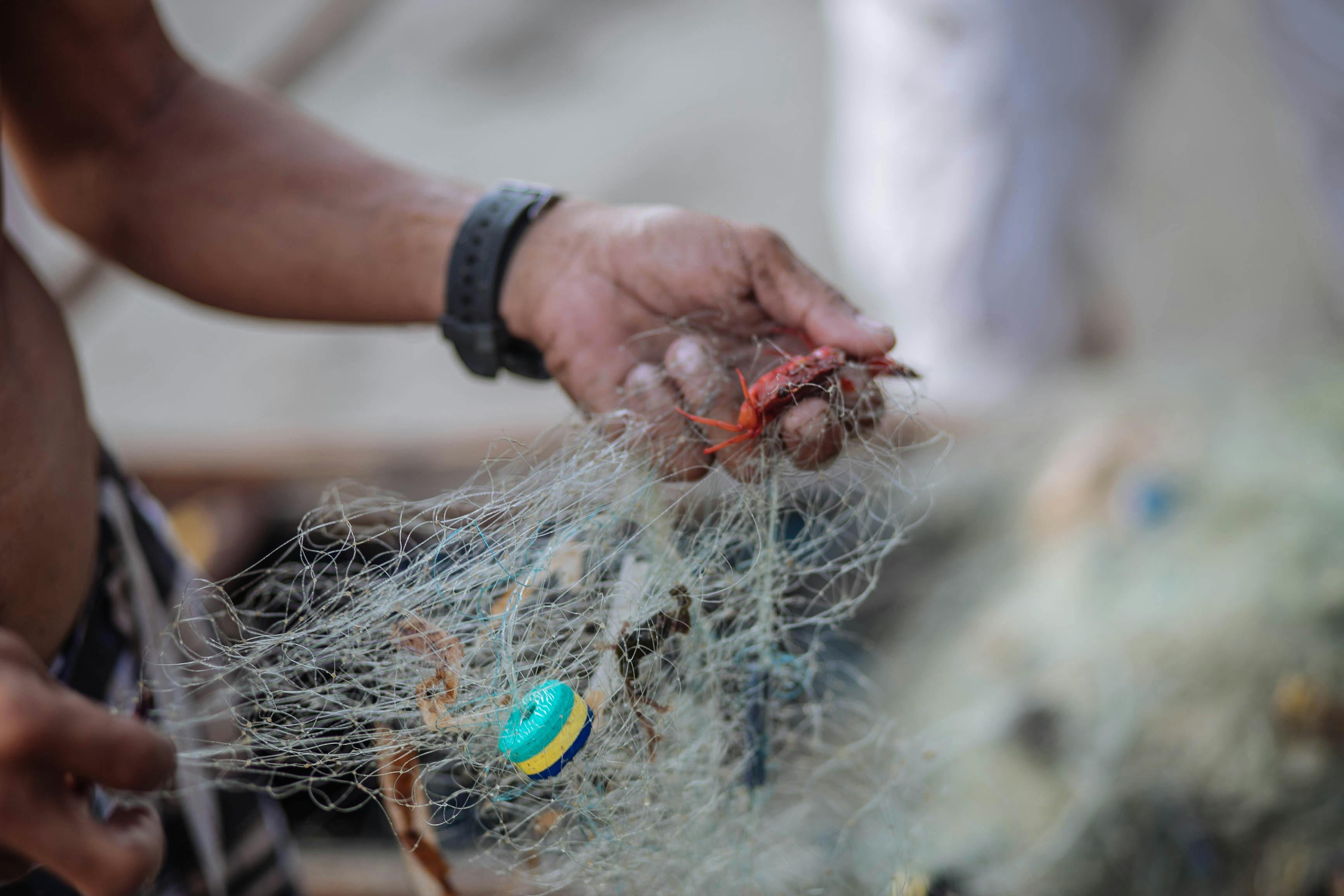 Free stock photo of catch