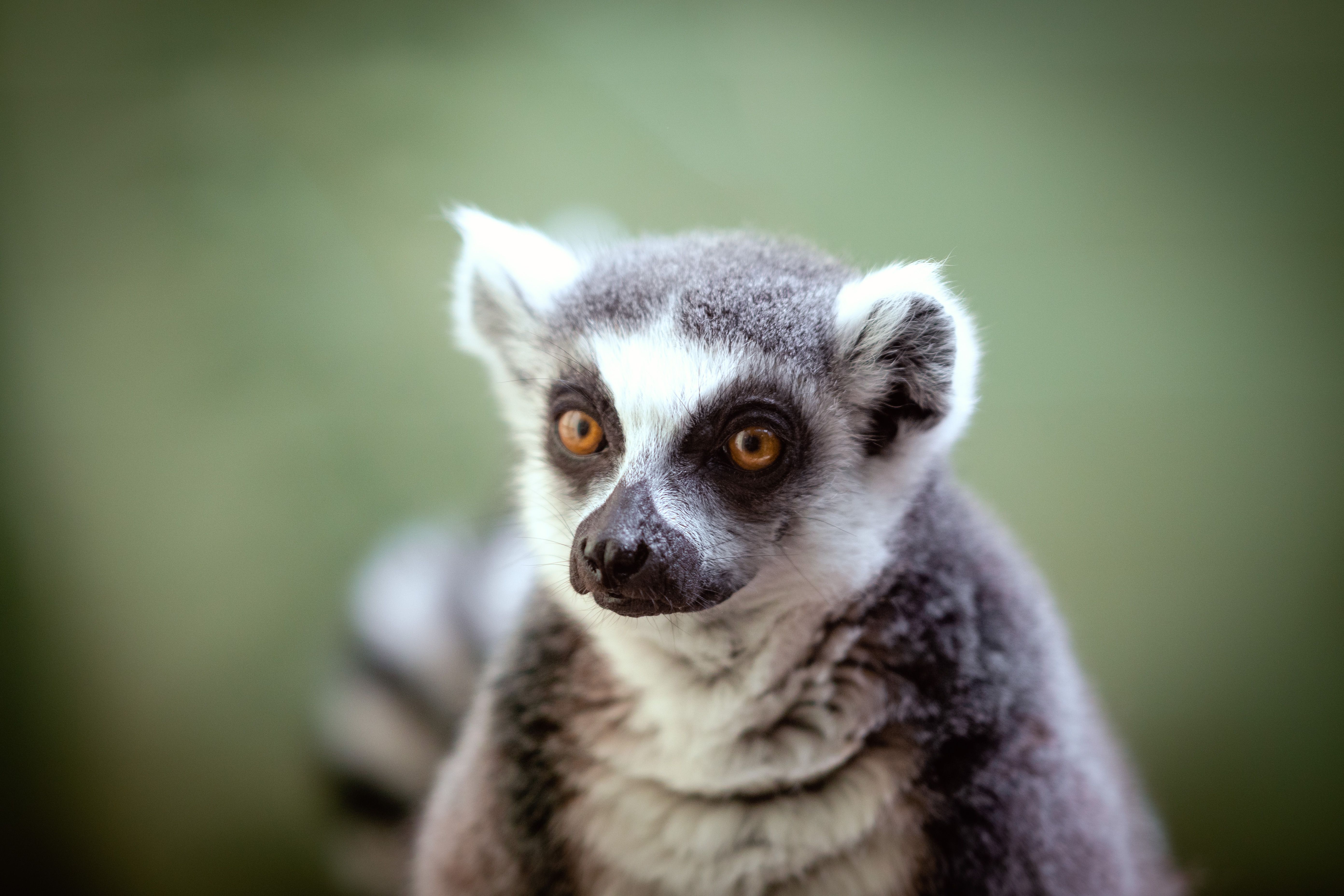Lemur Eating a Fruit Salad · Free Stock Photo