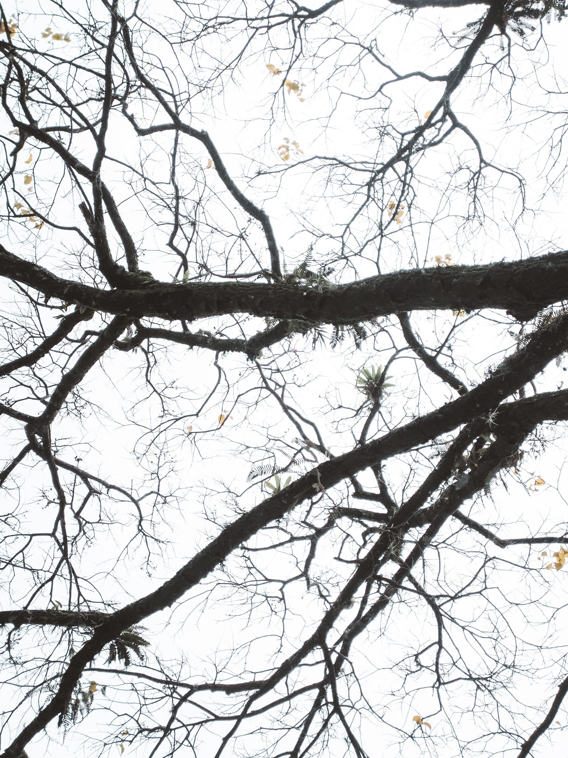 Photo of a Bare Tree with Long Branches · Free Stock Photo