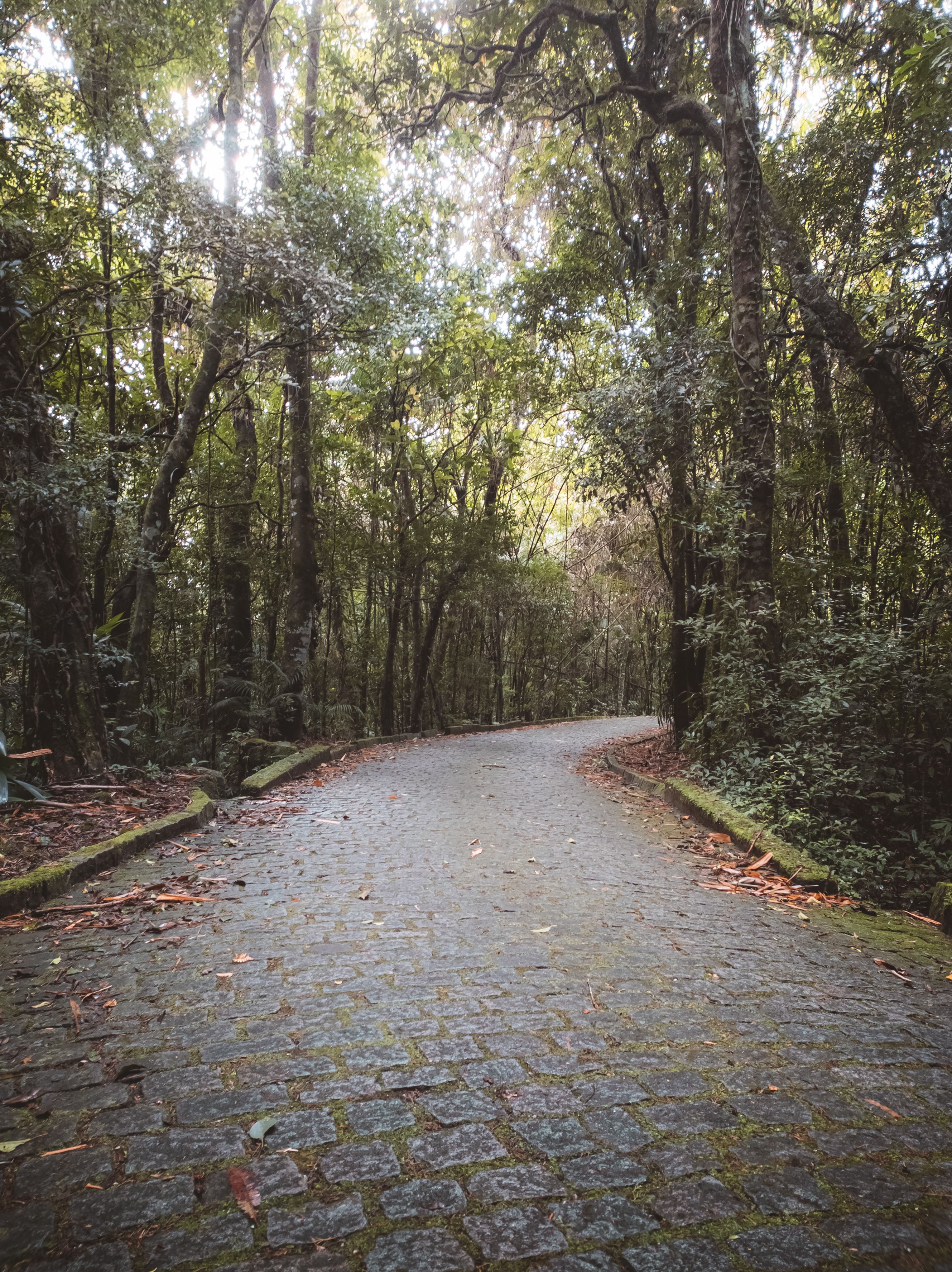 A Brick Road in a Forest · Free Stock Photo