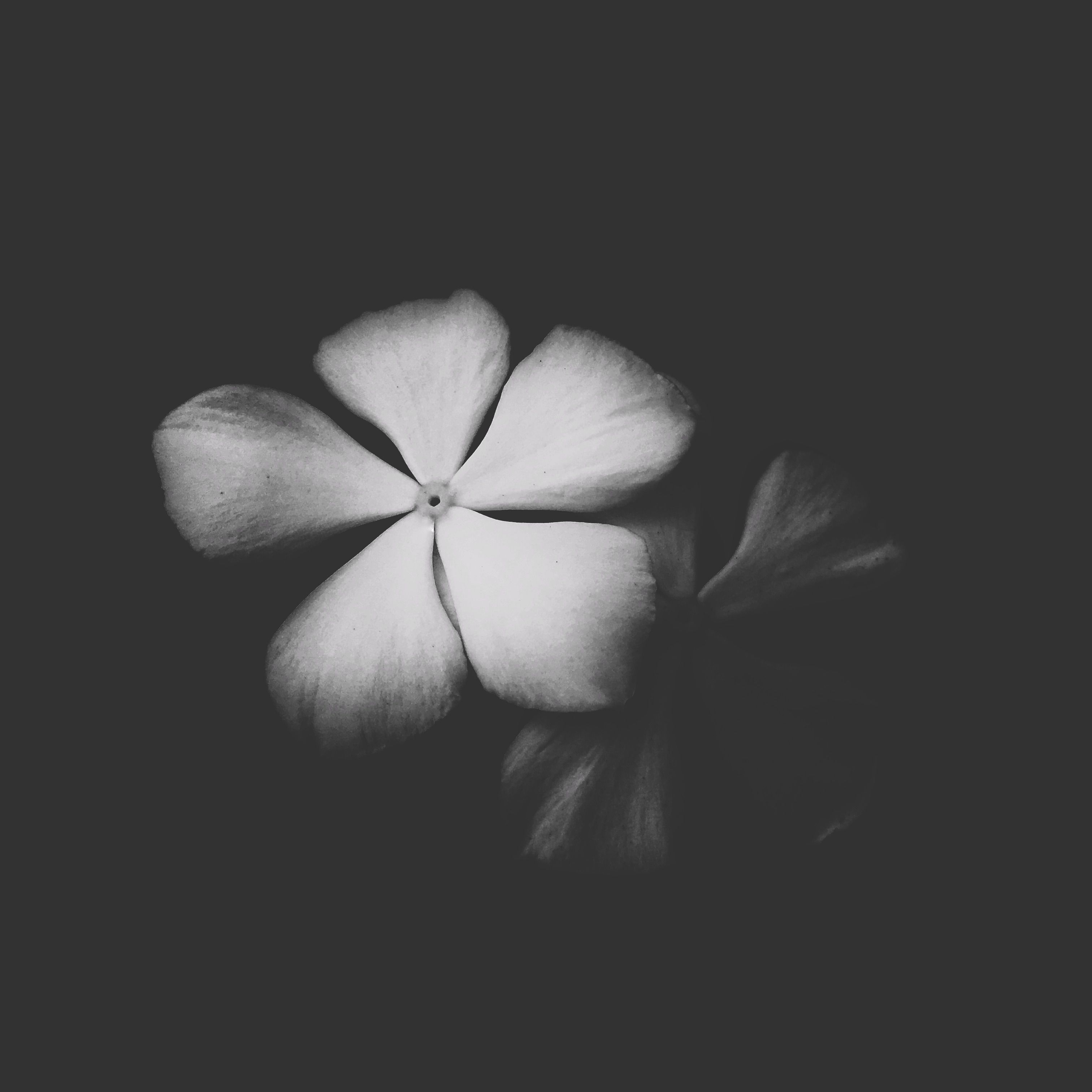 Grayscale Photo of Sunflower · Free Stock Photo