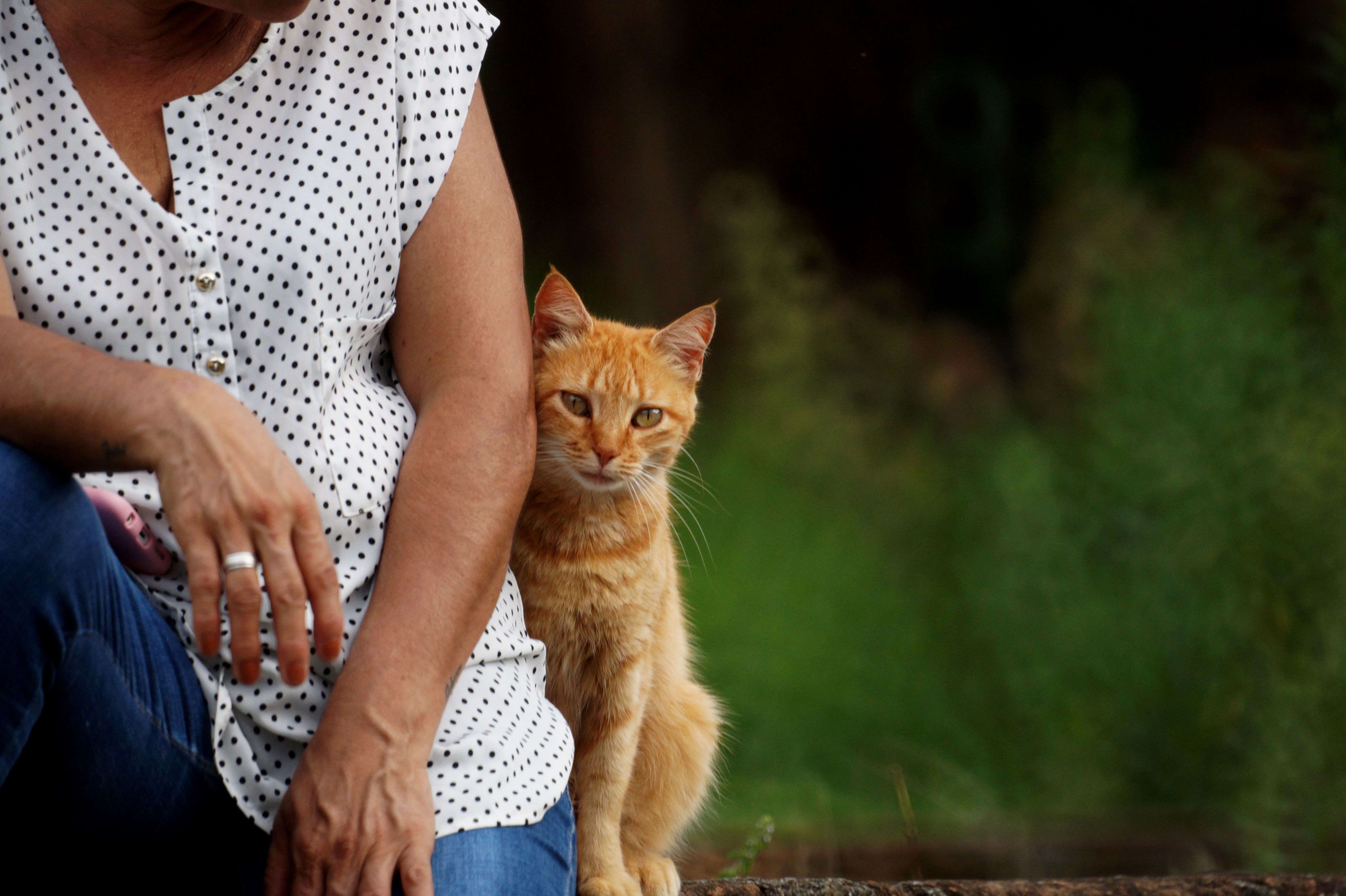 Cat near Sitting Person · Free Stock Photo