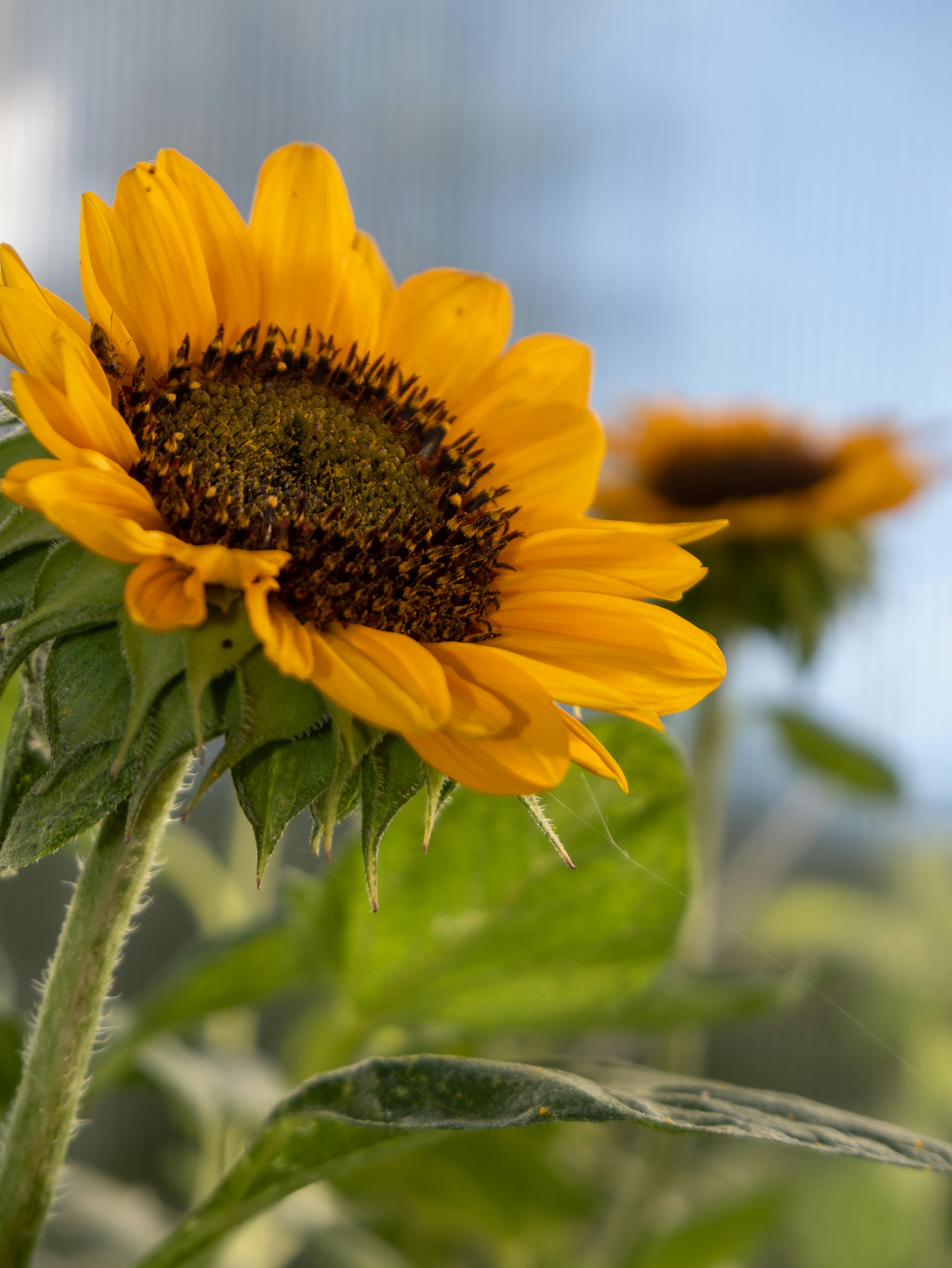 Sunflower in Close Up Photography · Free Stock Photo