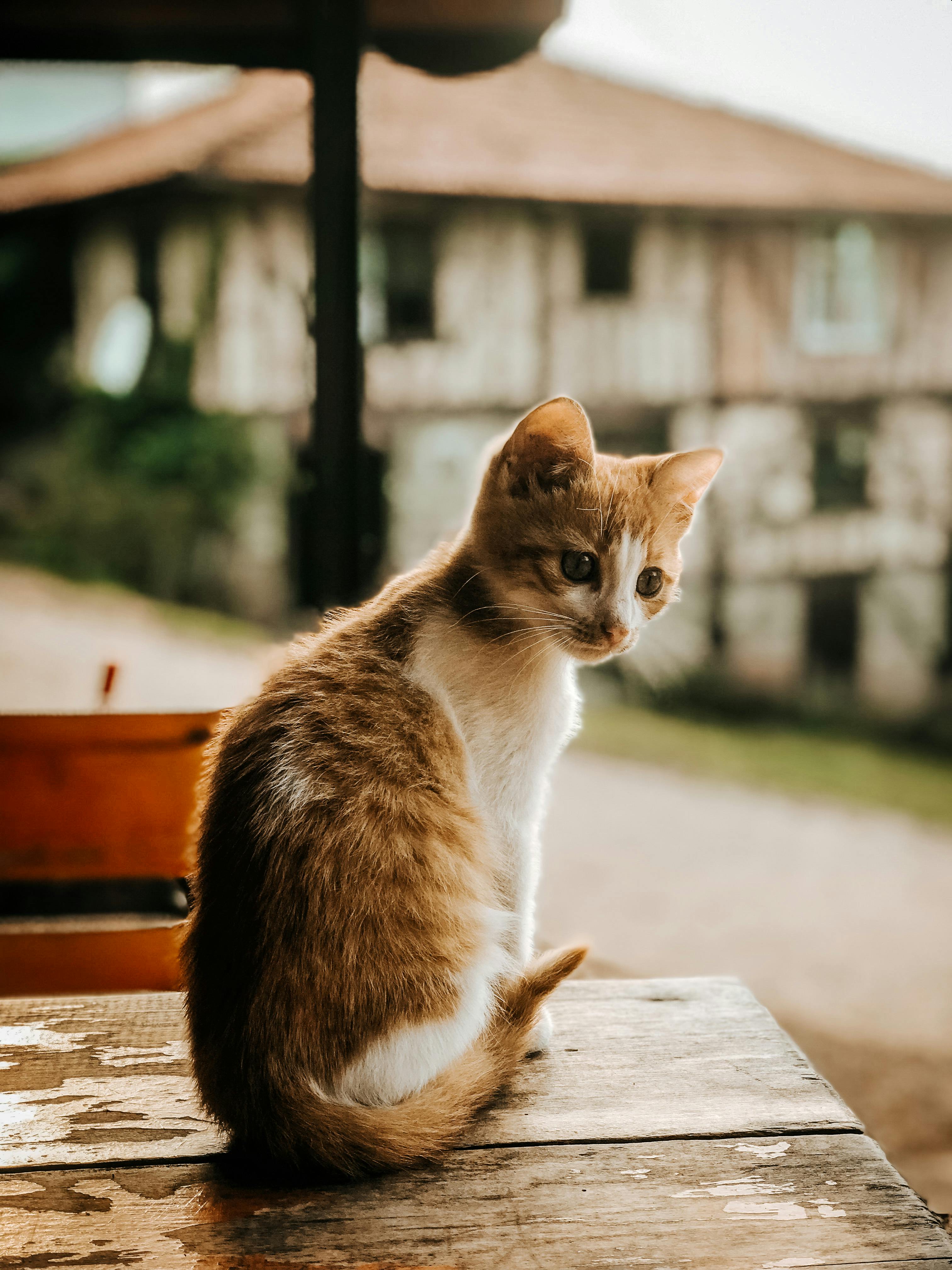 Portrait of a Kitten Sitting on a Table · Free Stock Photo