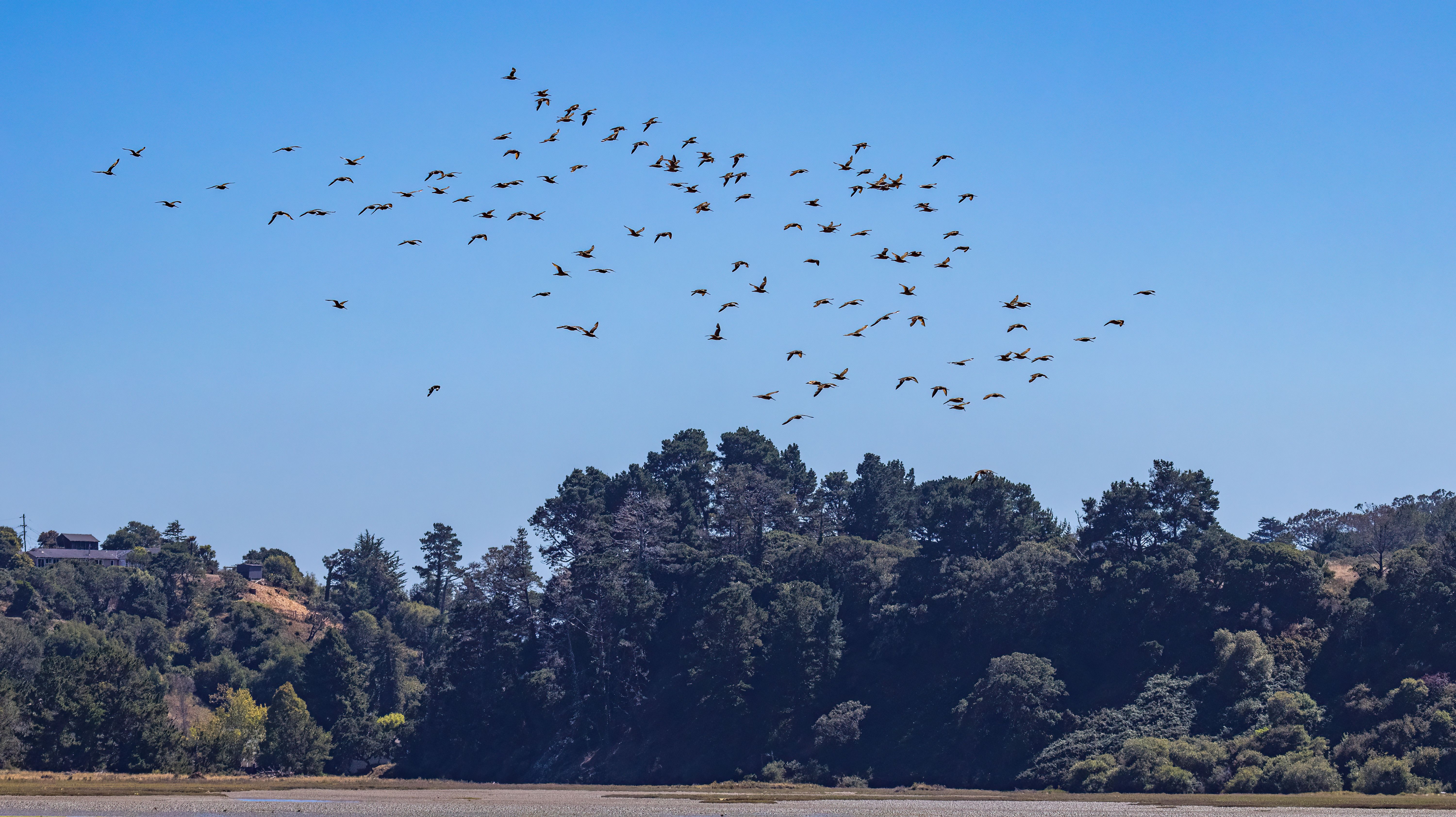 Flock of Birds Flying over the Forest · Free Stock Photo