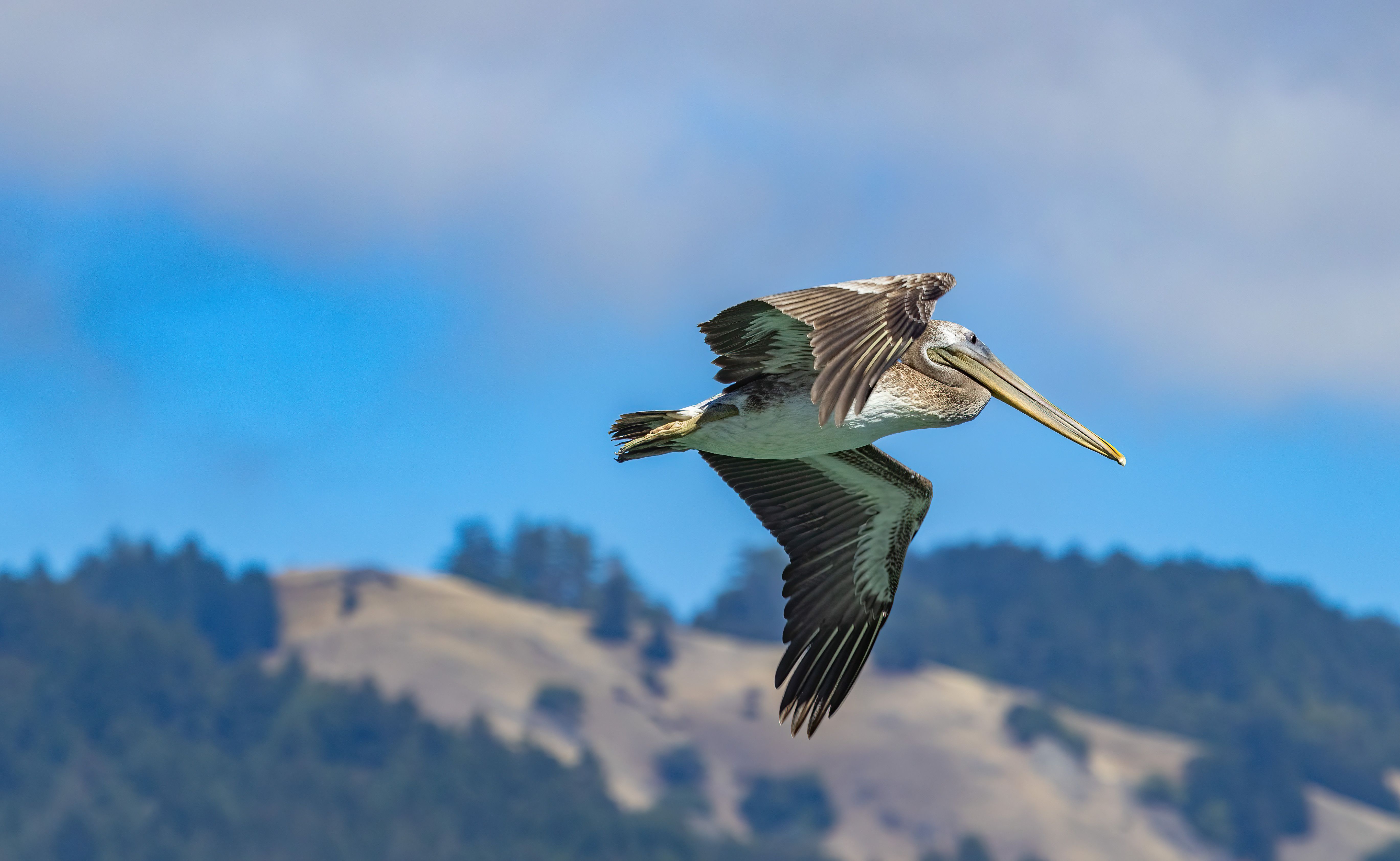 Photo of a Bird Flying · Free Stock Photo