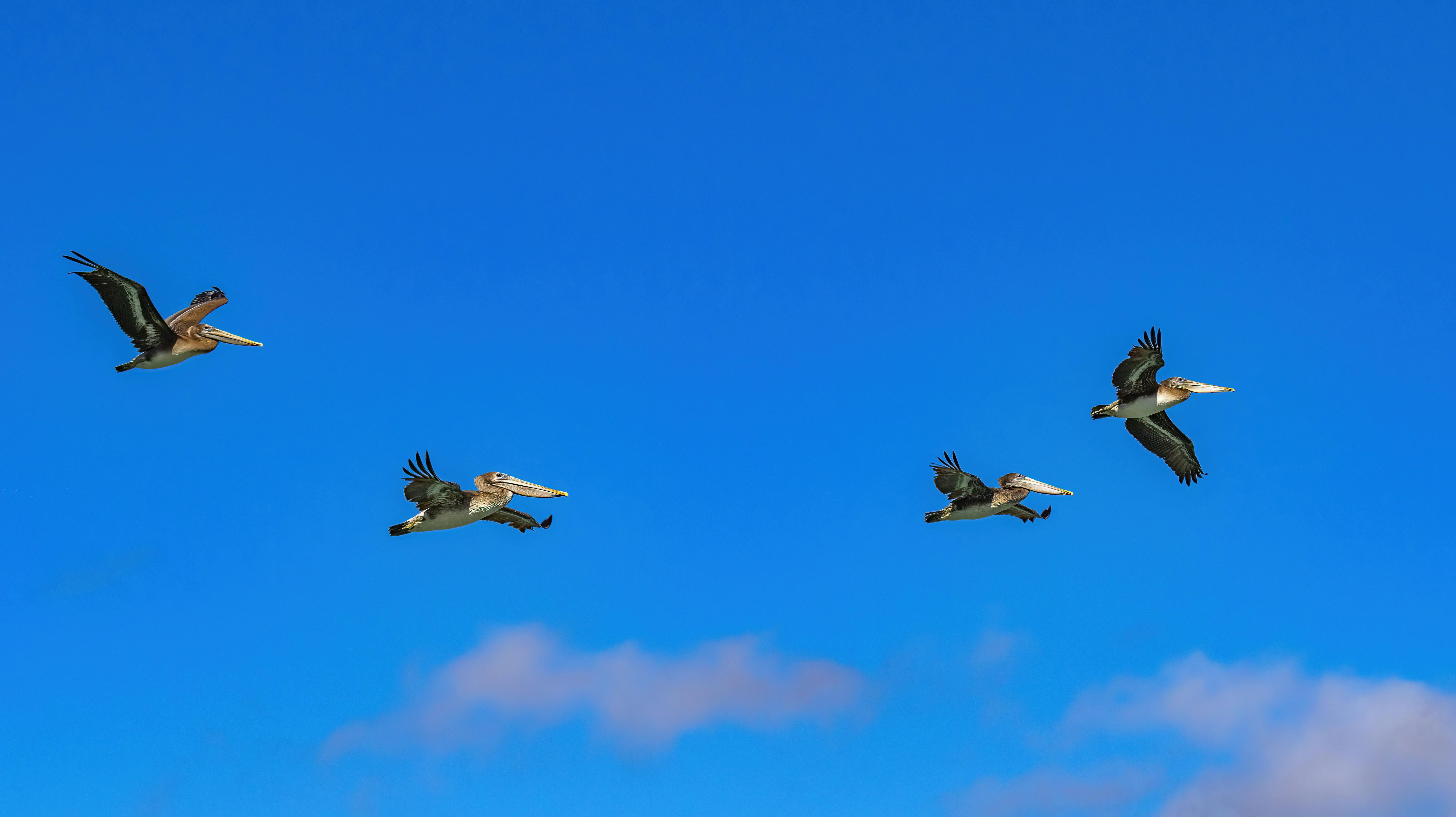 Birds Flying Under Blue Sky · Free Stock Photo