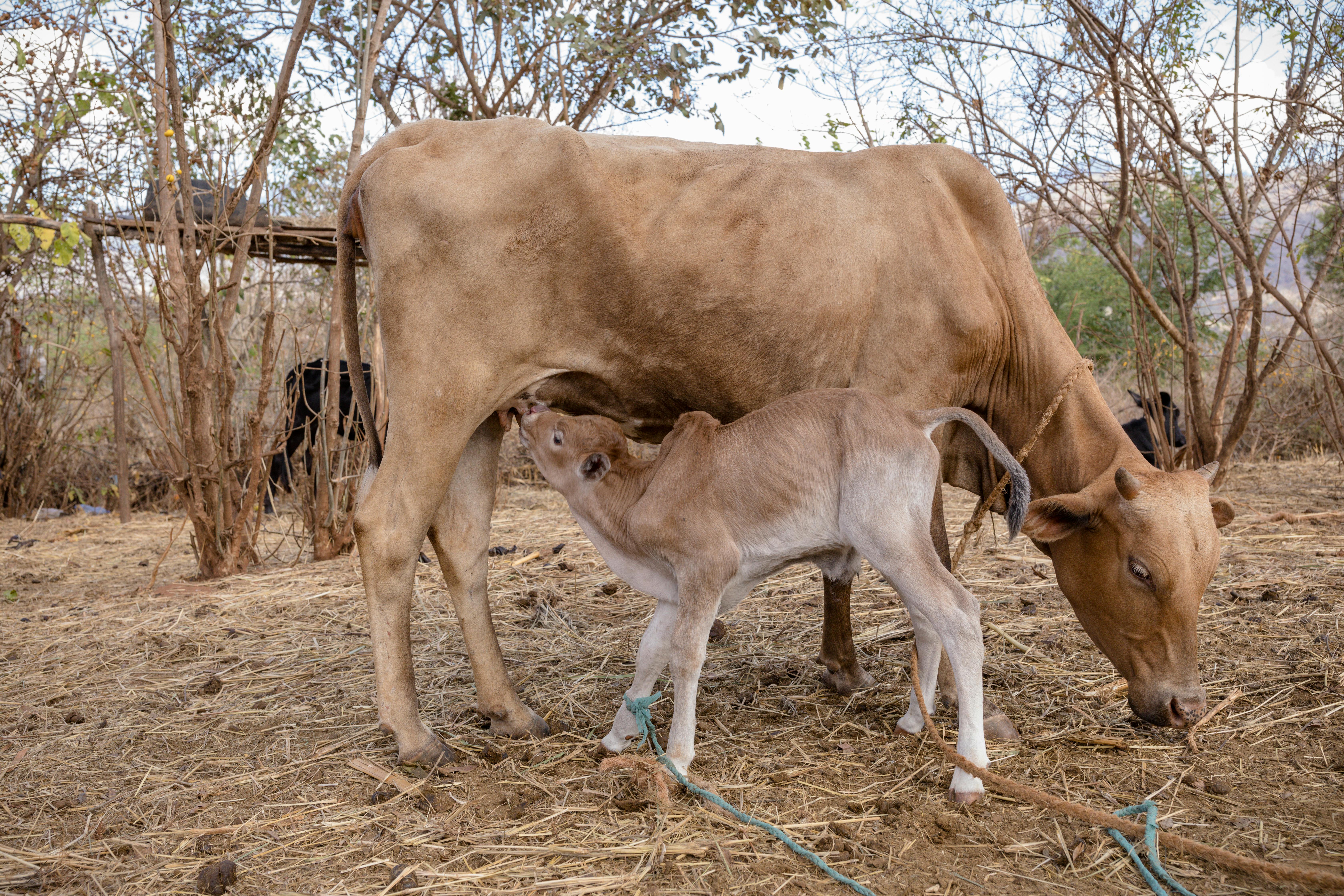 Cow Wheel Photos, Download The BEST Free Cow Wheel Stock Photos & HD Images