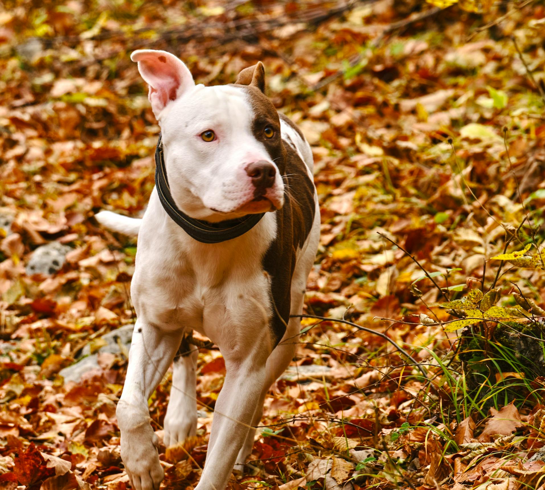 Pit Bull Bans Explained: Is There a Ban on Pit Bulls?