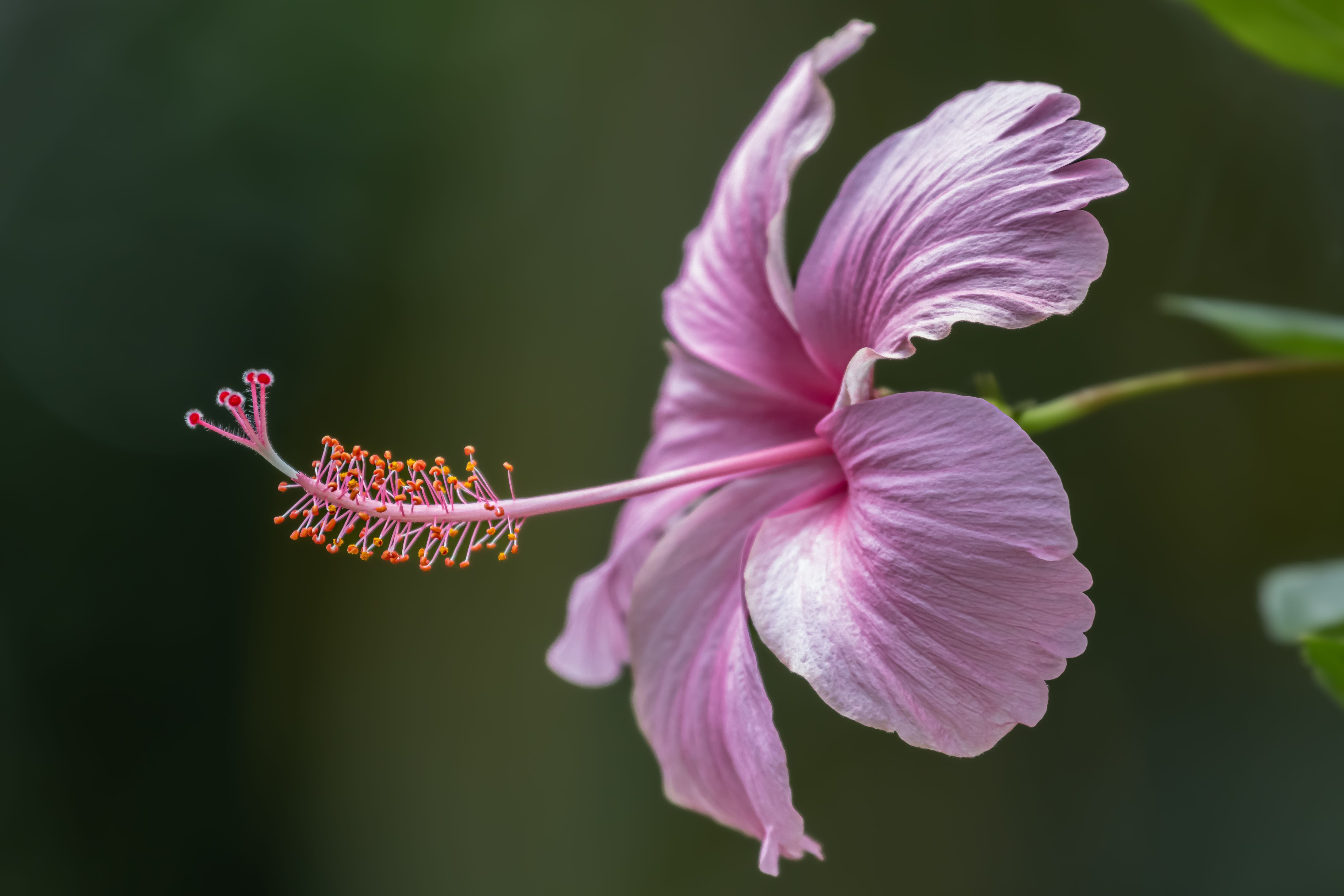 A Hibiscus in Bloom · Free Stock Photo