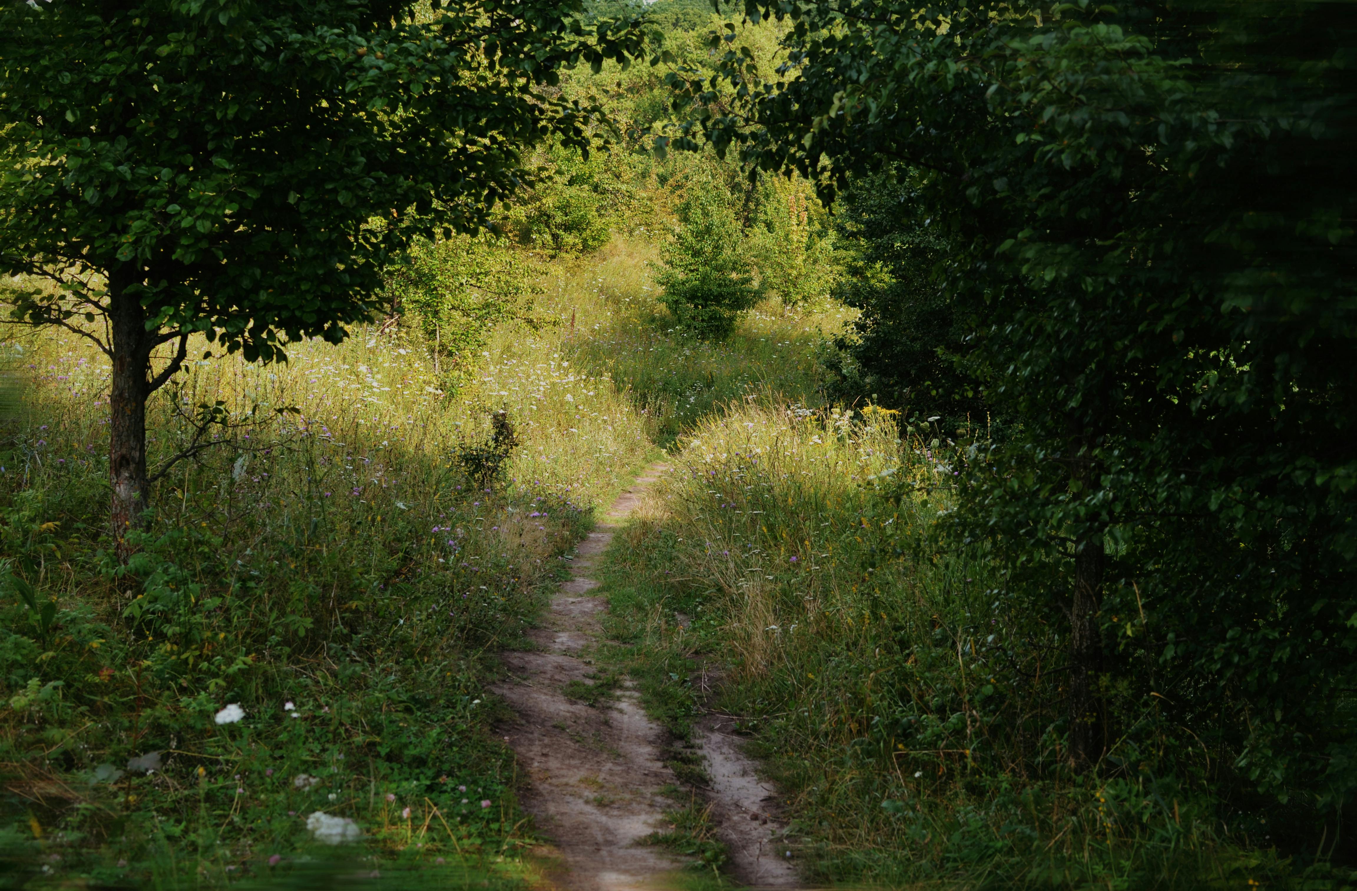 Unpaved Pathway Between Green Grass Field · Free Stock Photo