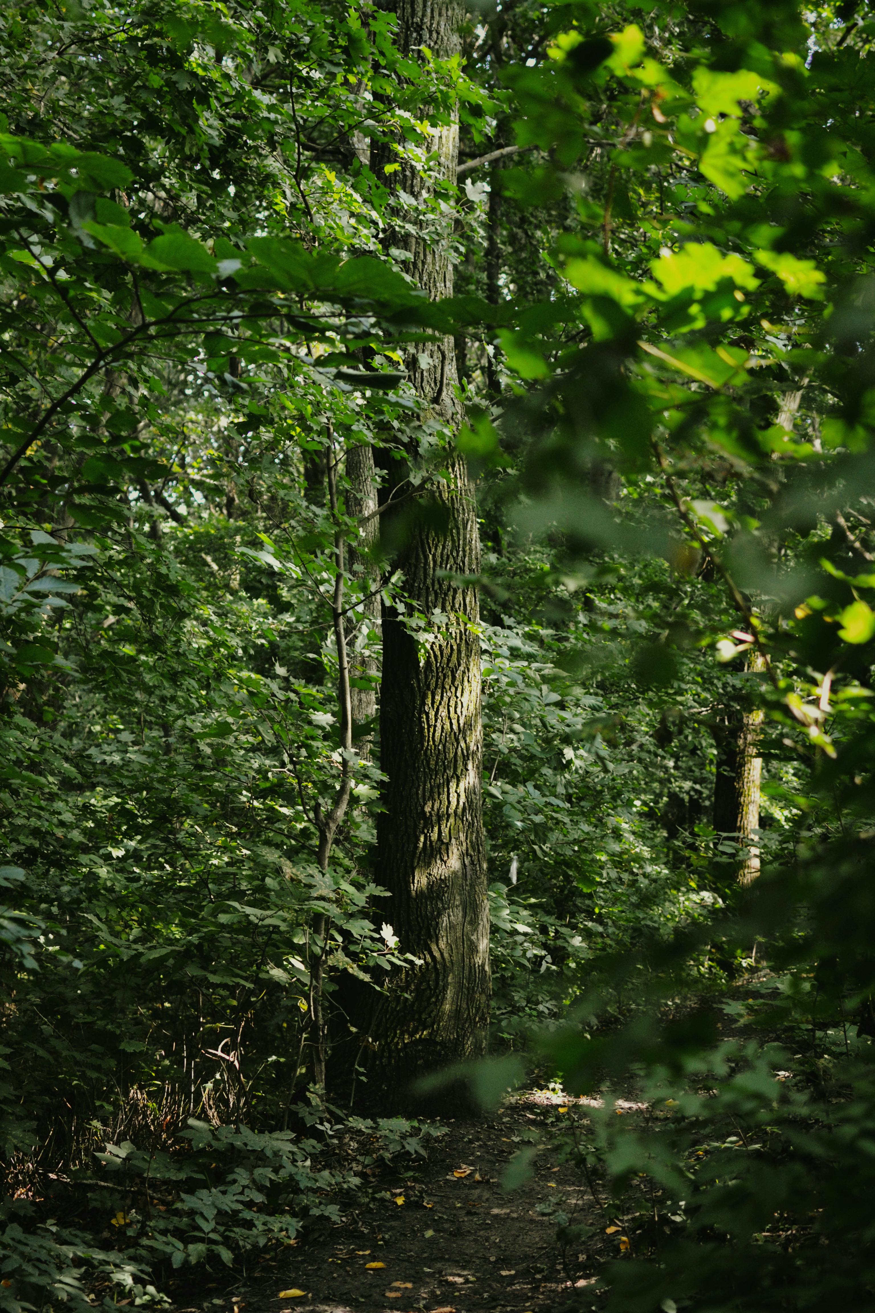 Photo of Trees in the Woods · Free Stock Photo