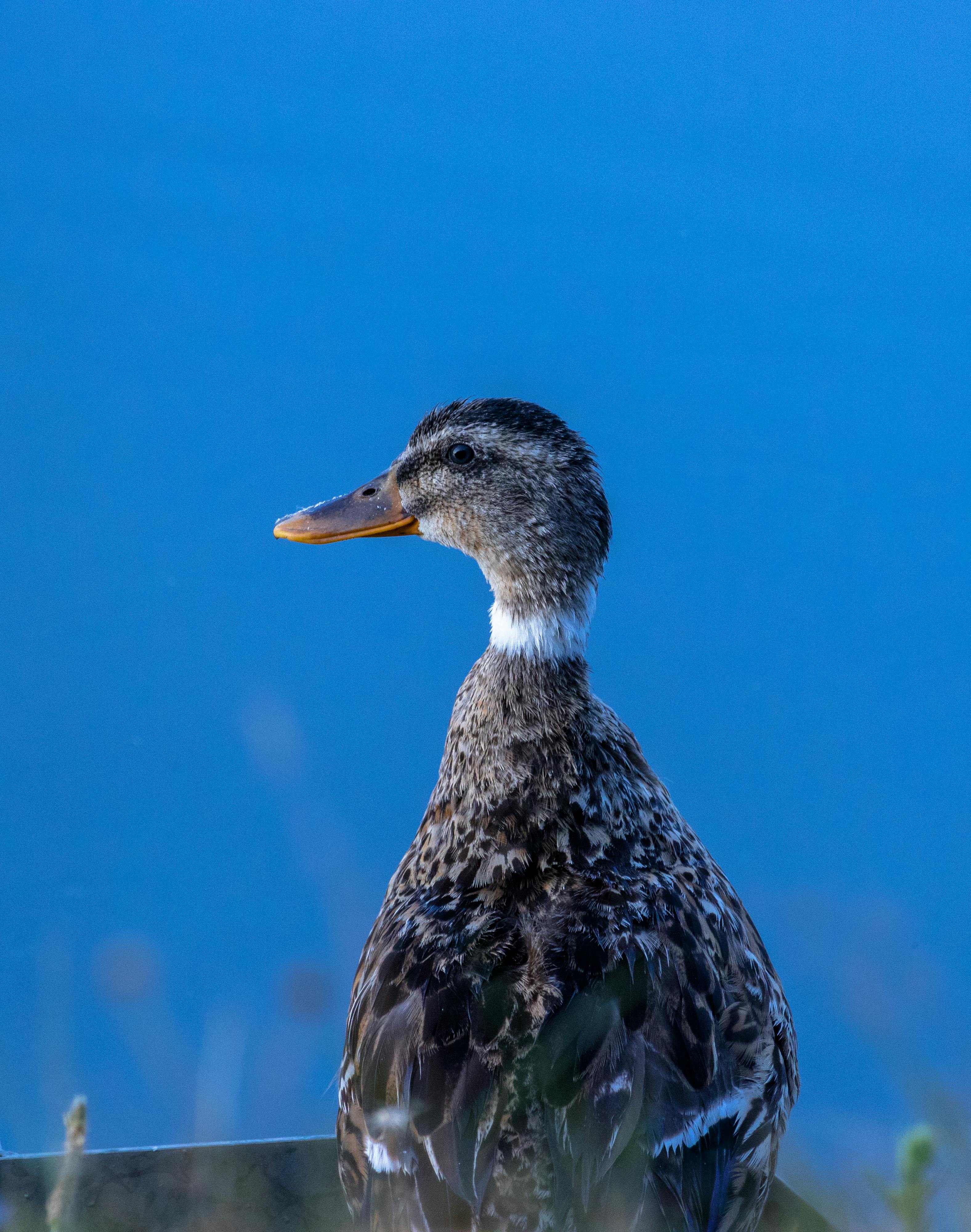 Close Up Photo of a Duck · Free Stock Photo