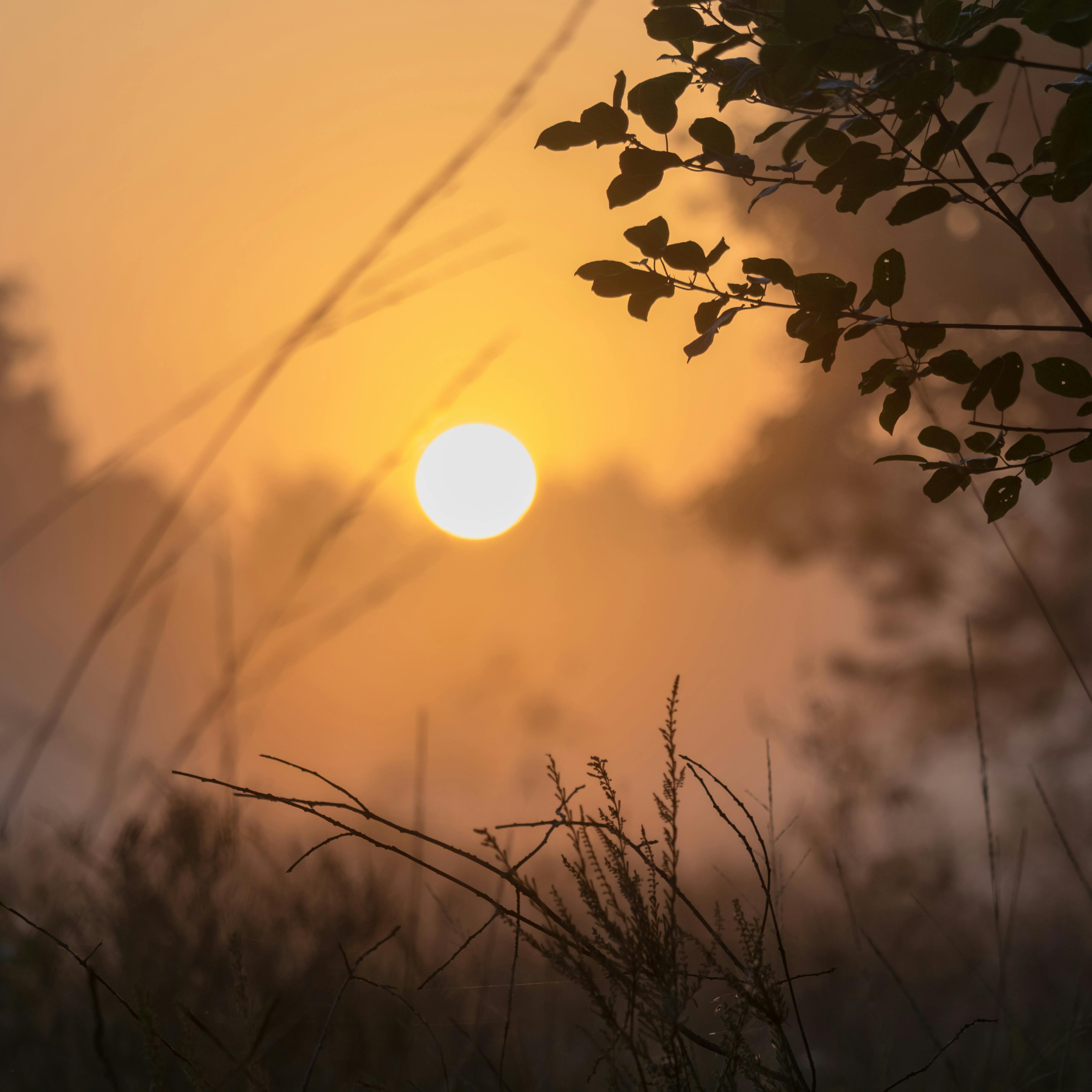 Sunset Through The Trees Photos, Download Free Sunset Through The Trees ...