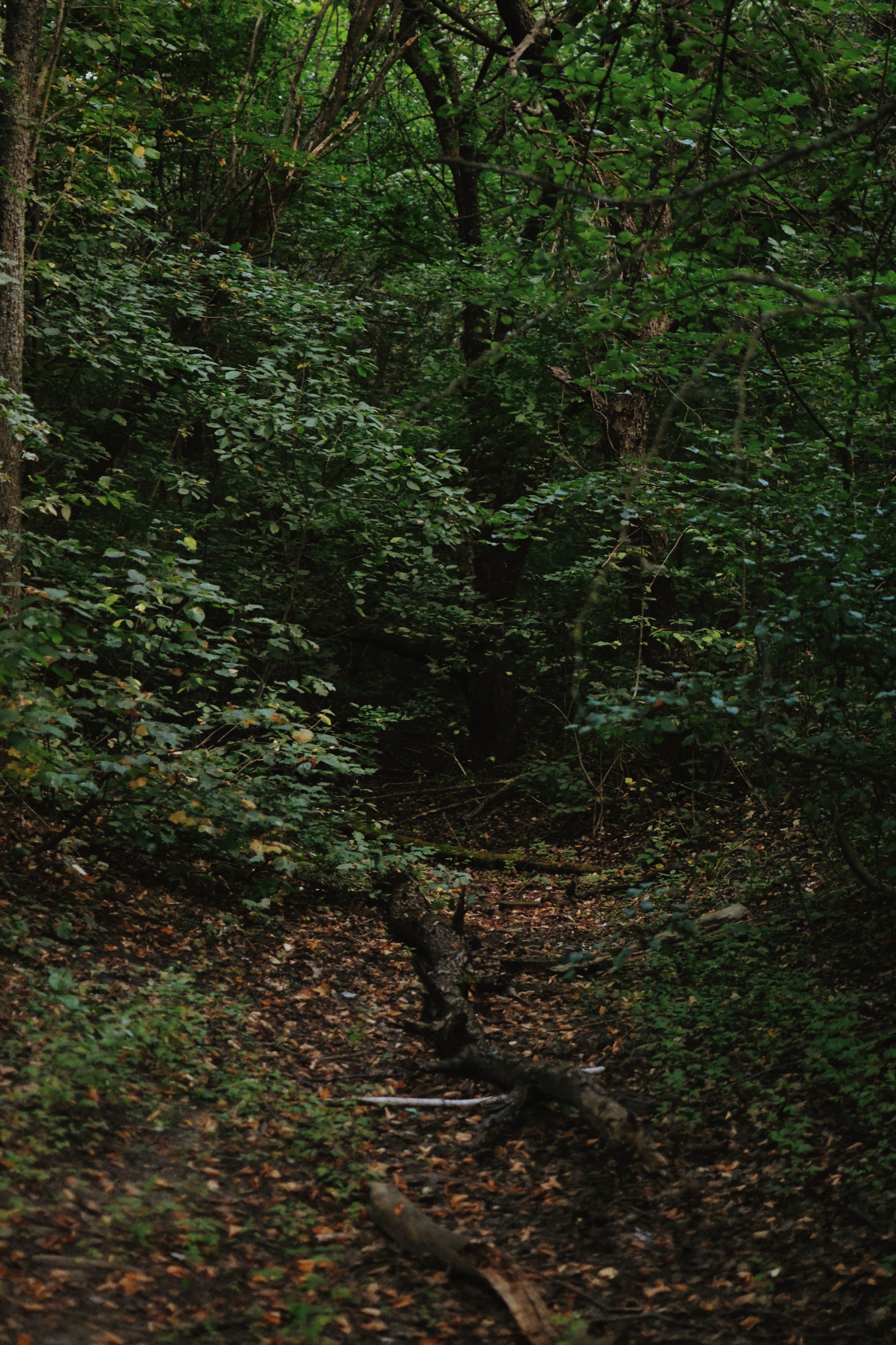 Forest and a Fallen Trunk on the Ground · Free Stock Photo