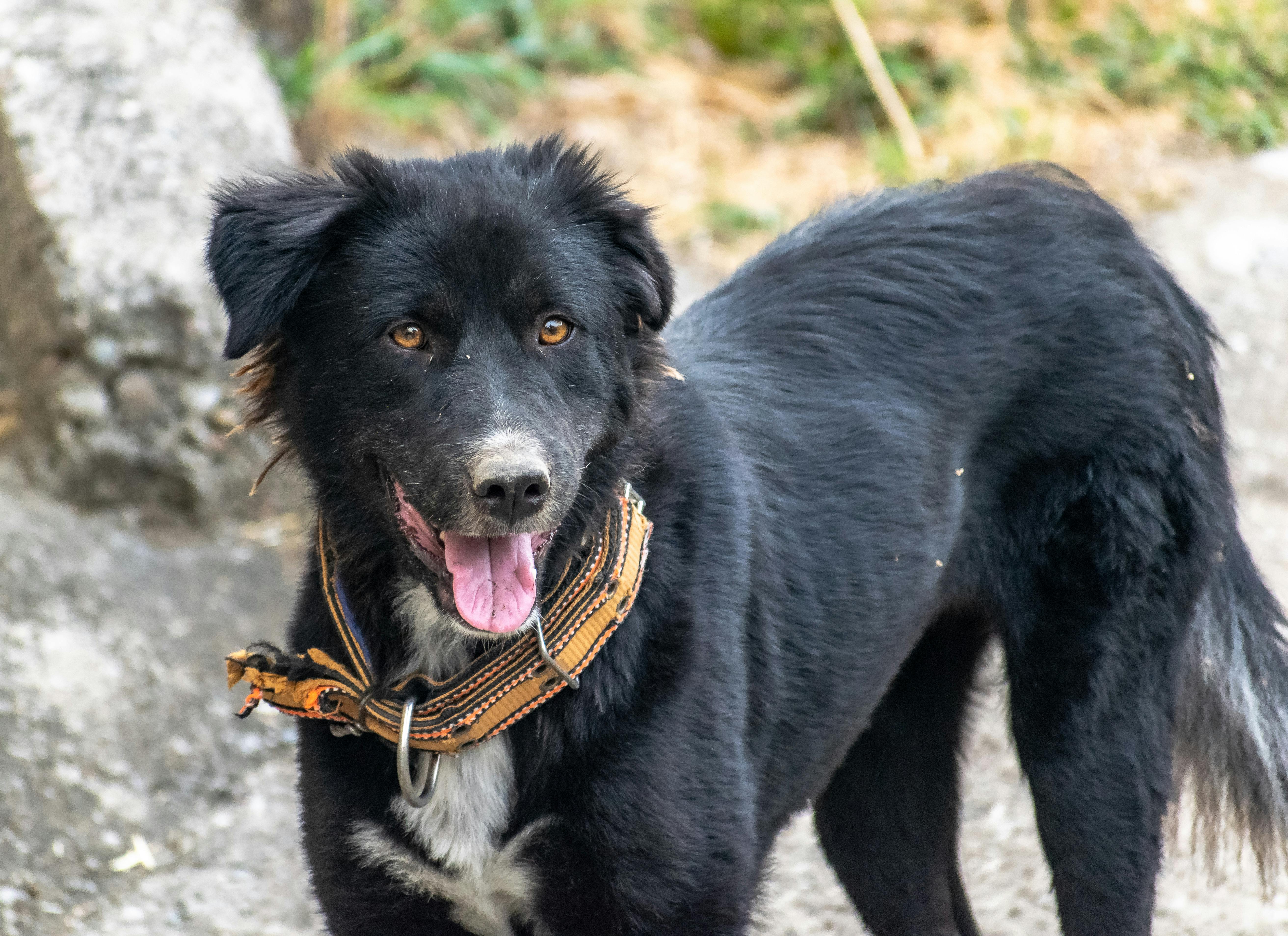 Black Dog in Close-Up Photography · Free Stock Photo