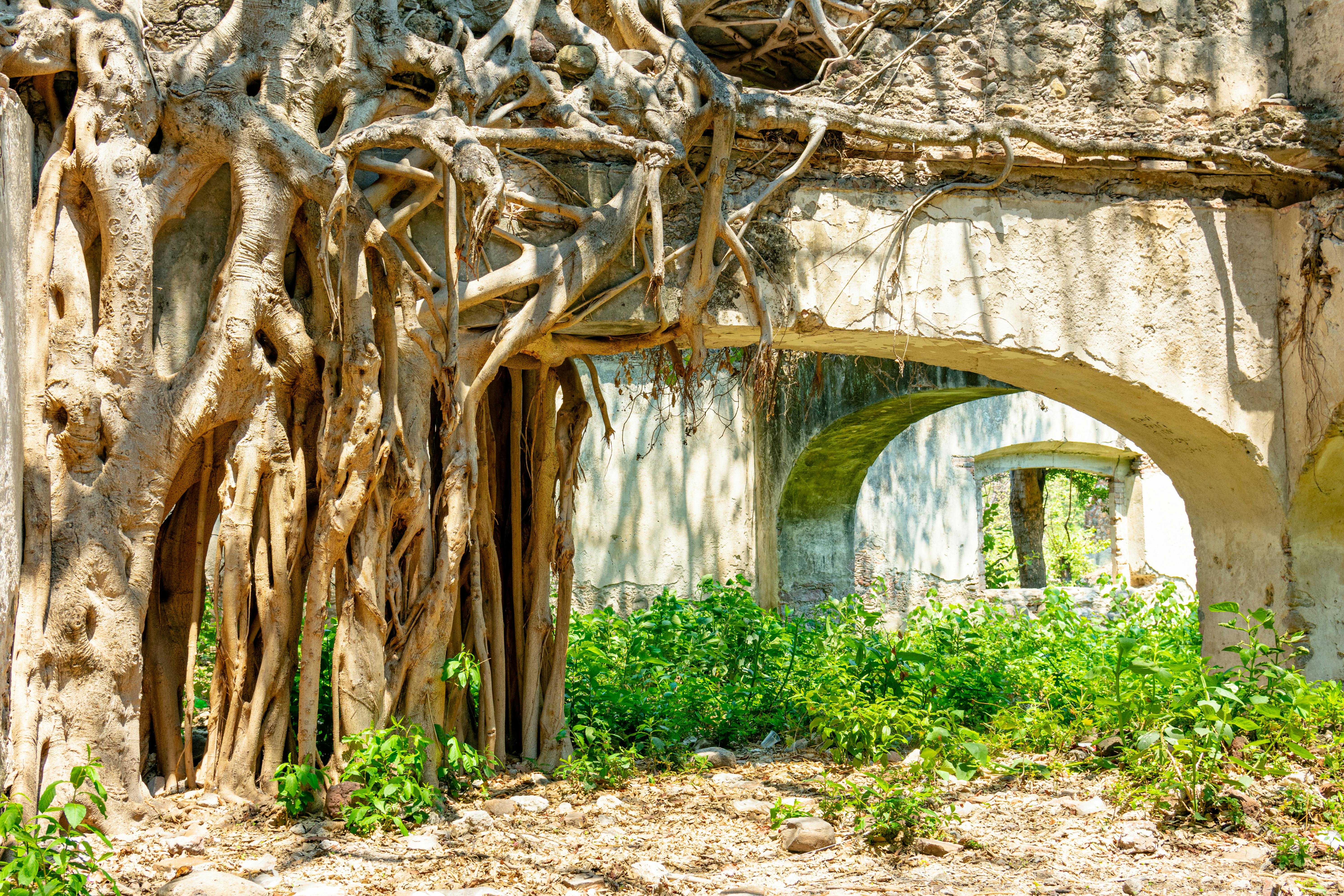 Beauty Of Decay Photos, Download The BEST Free Beauty Of Decay Stock ...