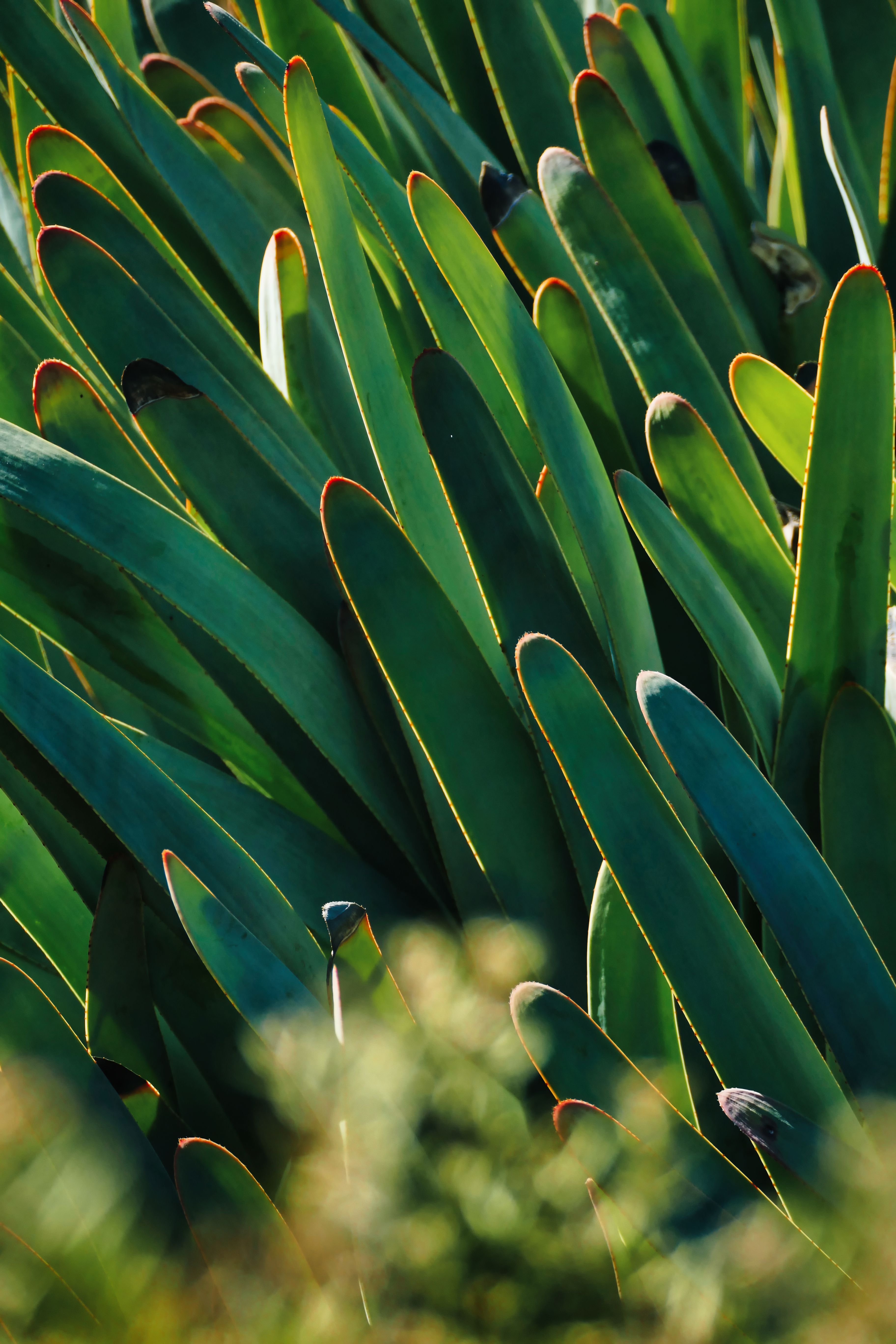 Plants In Background Photos, Download The BEST Free Plants In ...