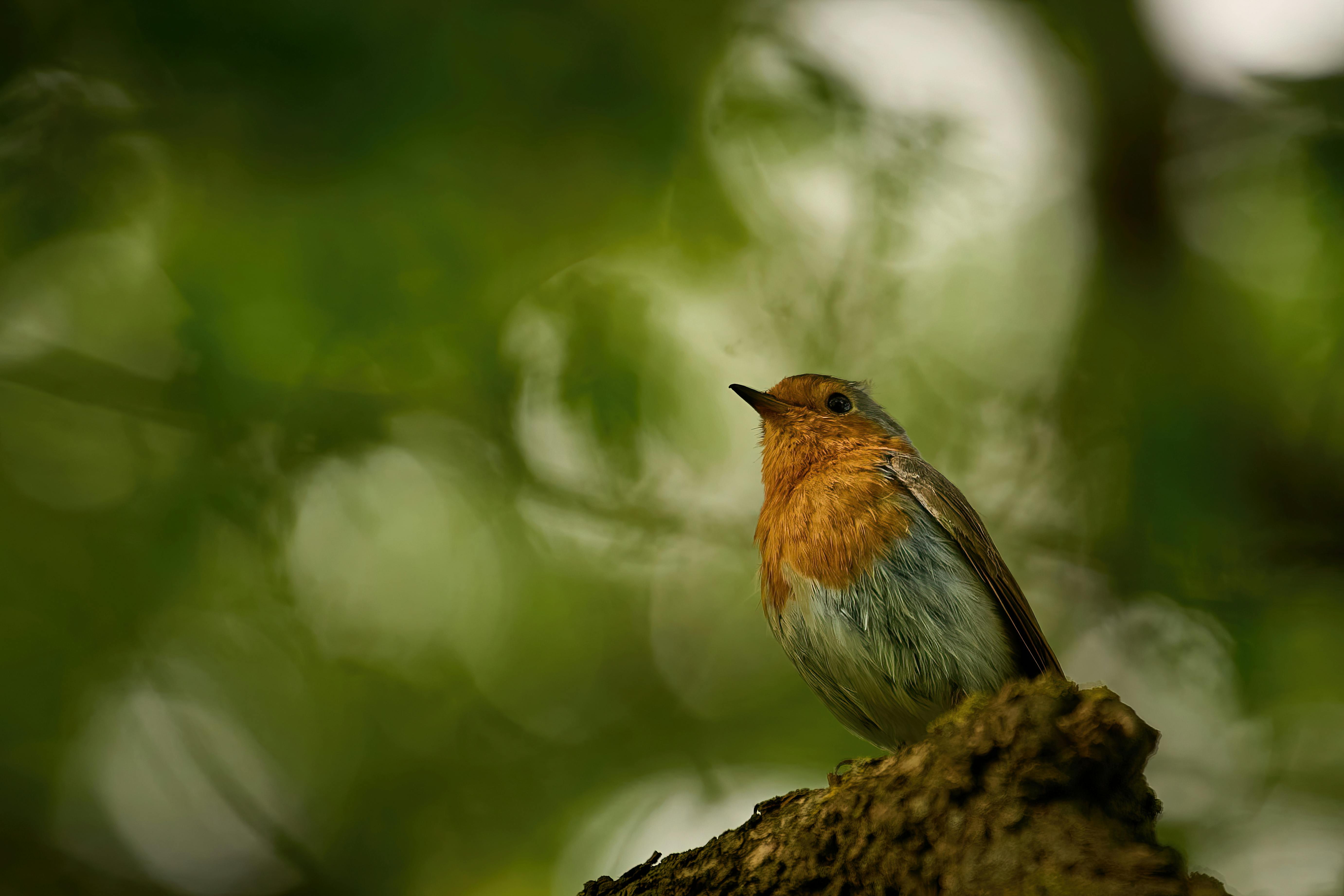 106+ Best Free Monsoon Stock Photos & Images · 100% Royalty-Free HD ...