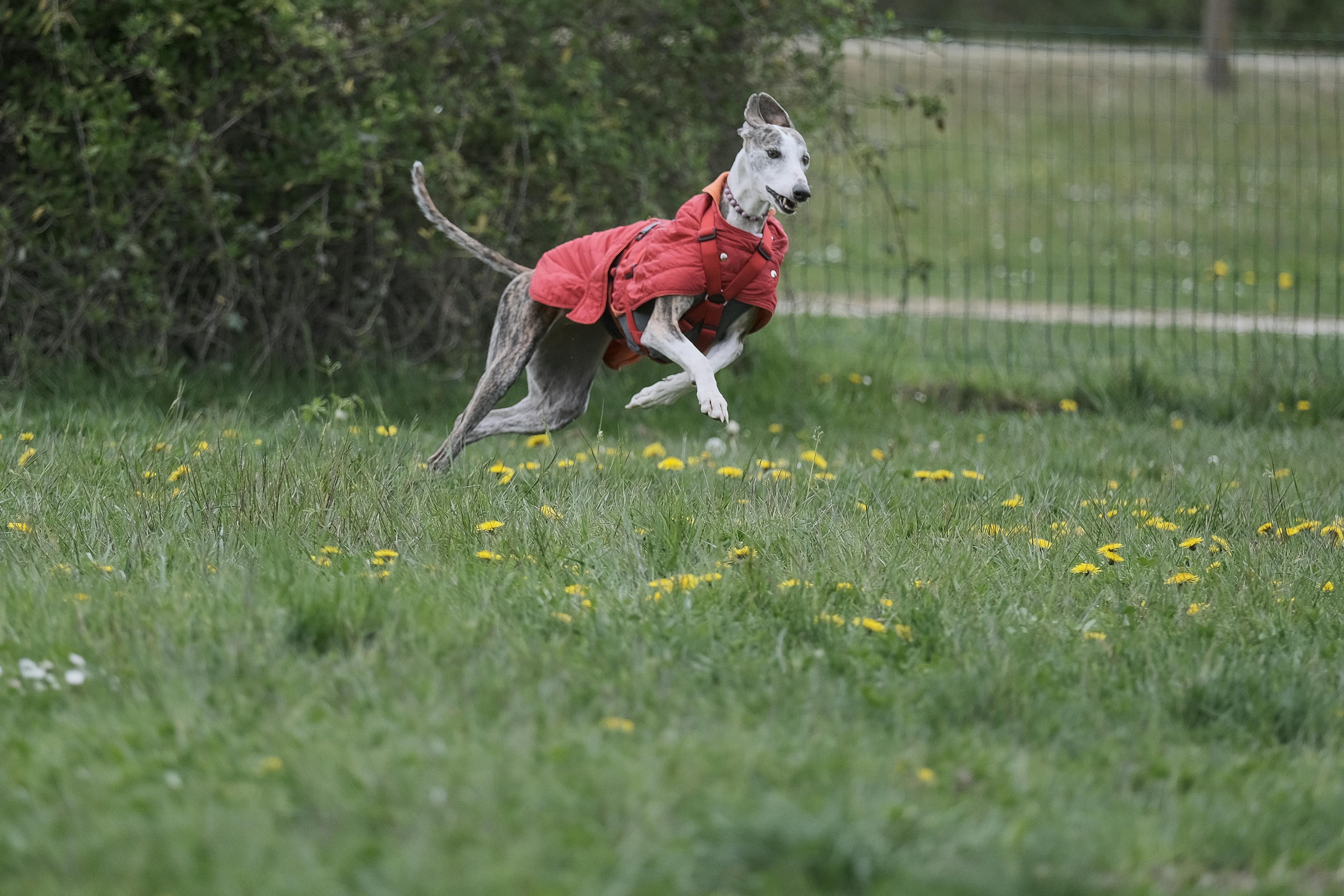 Dog on Wooden Dock · Free Stock Photo