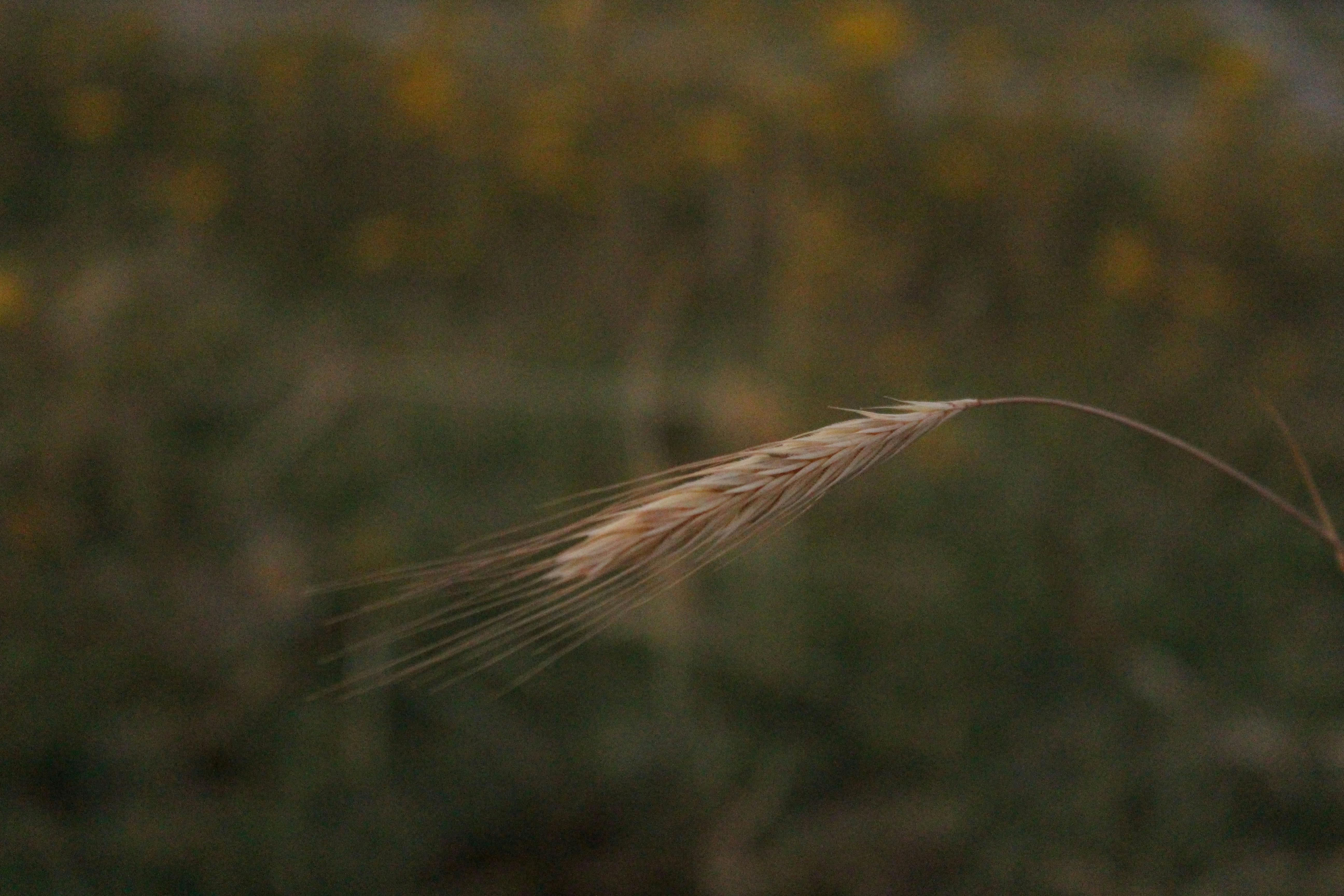 Brown Rye in Close-Up Photography · Free Stock Photo