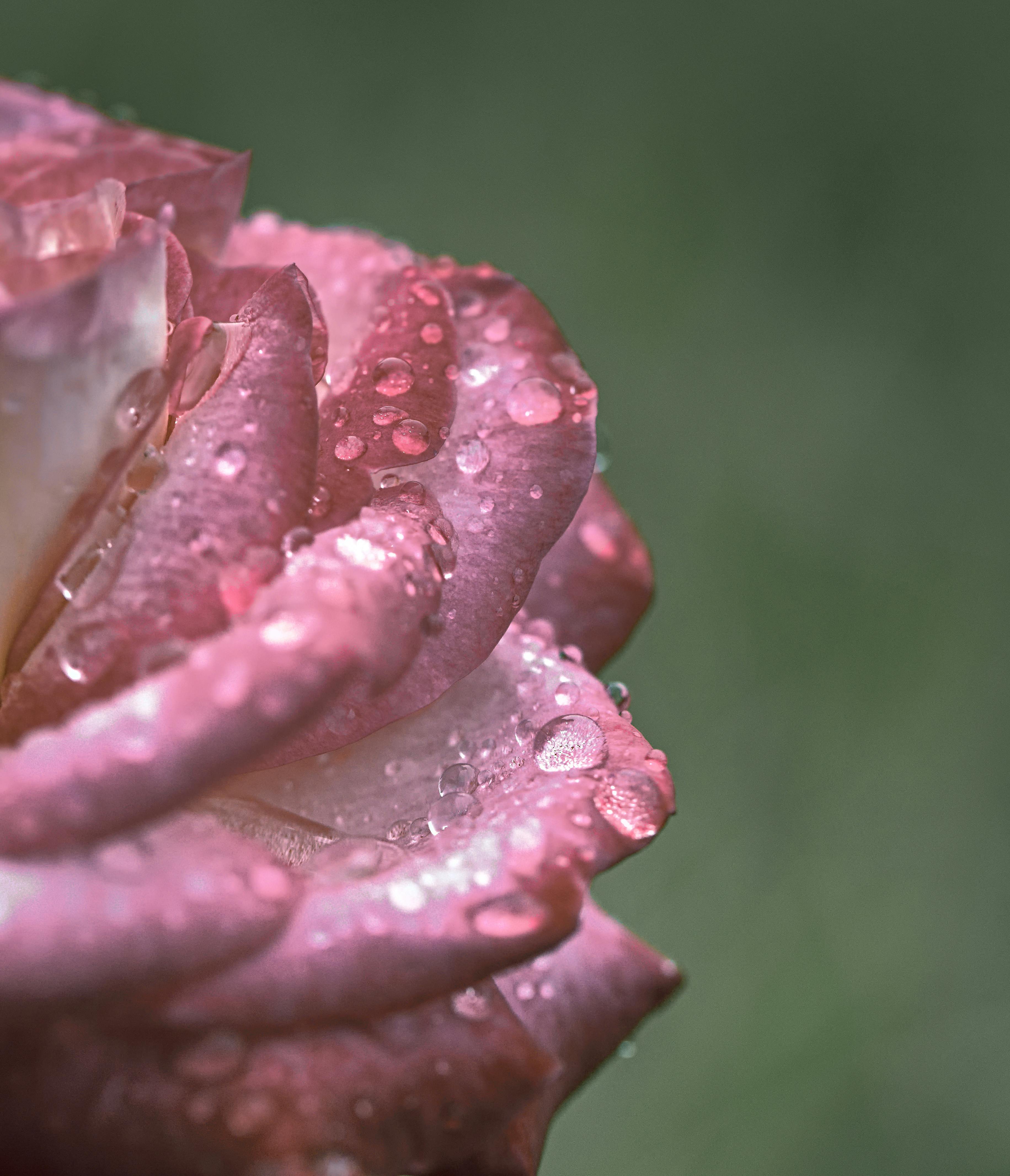 Water Drop On Pink Rose