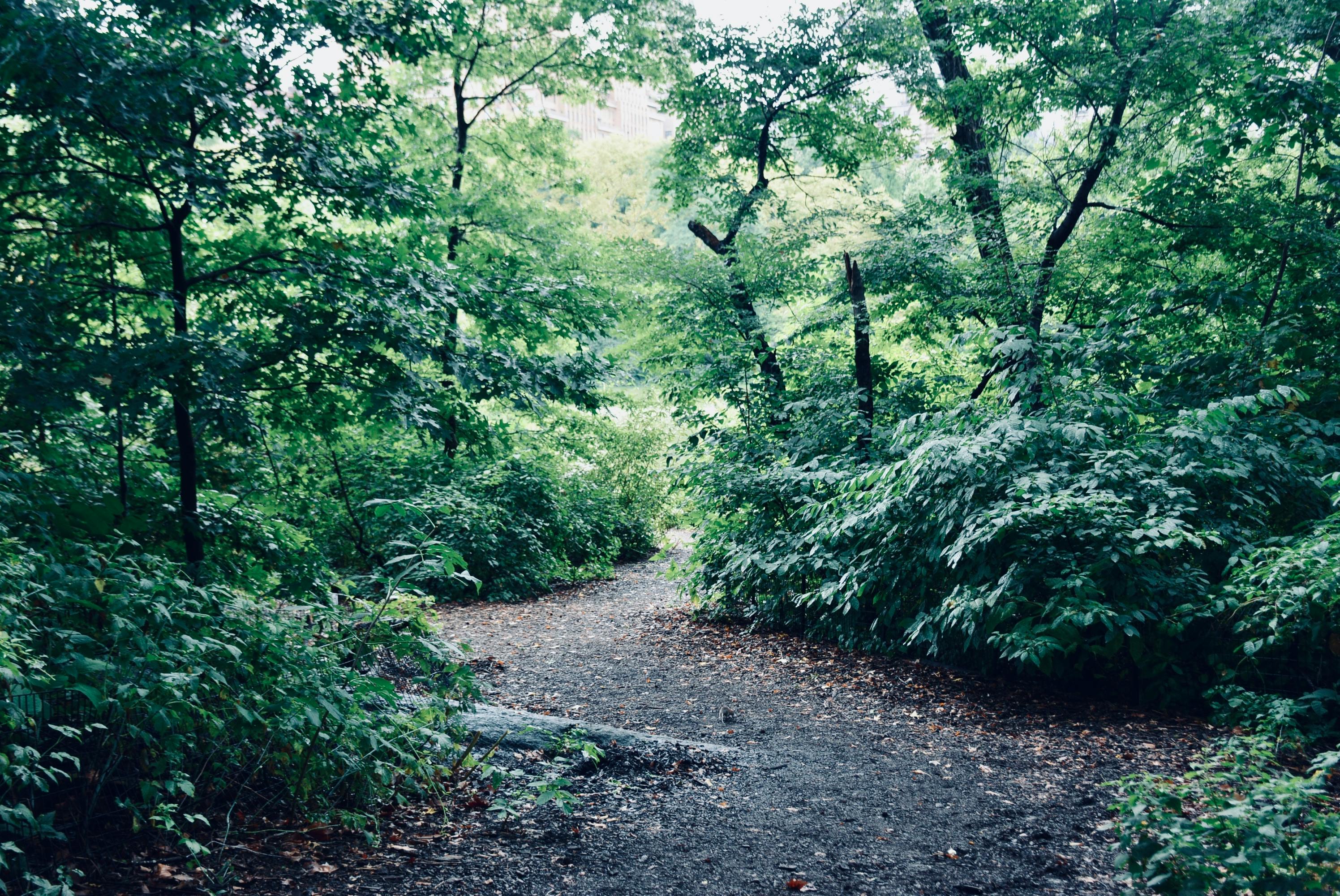 A Trail in the Forest · Free Stock Photo