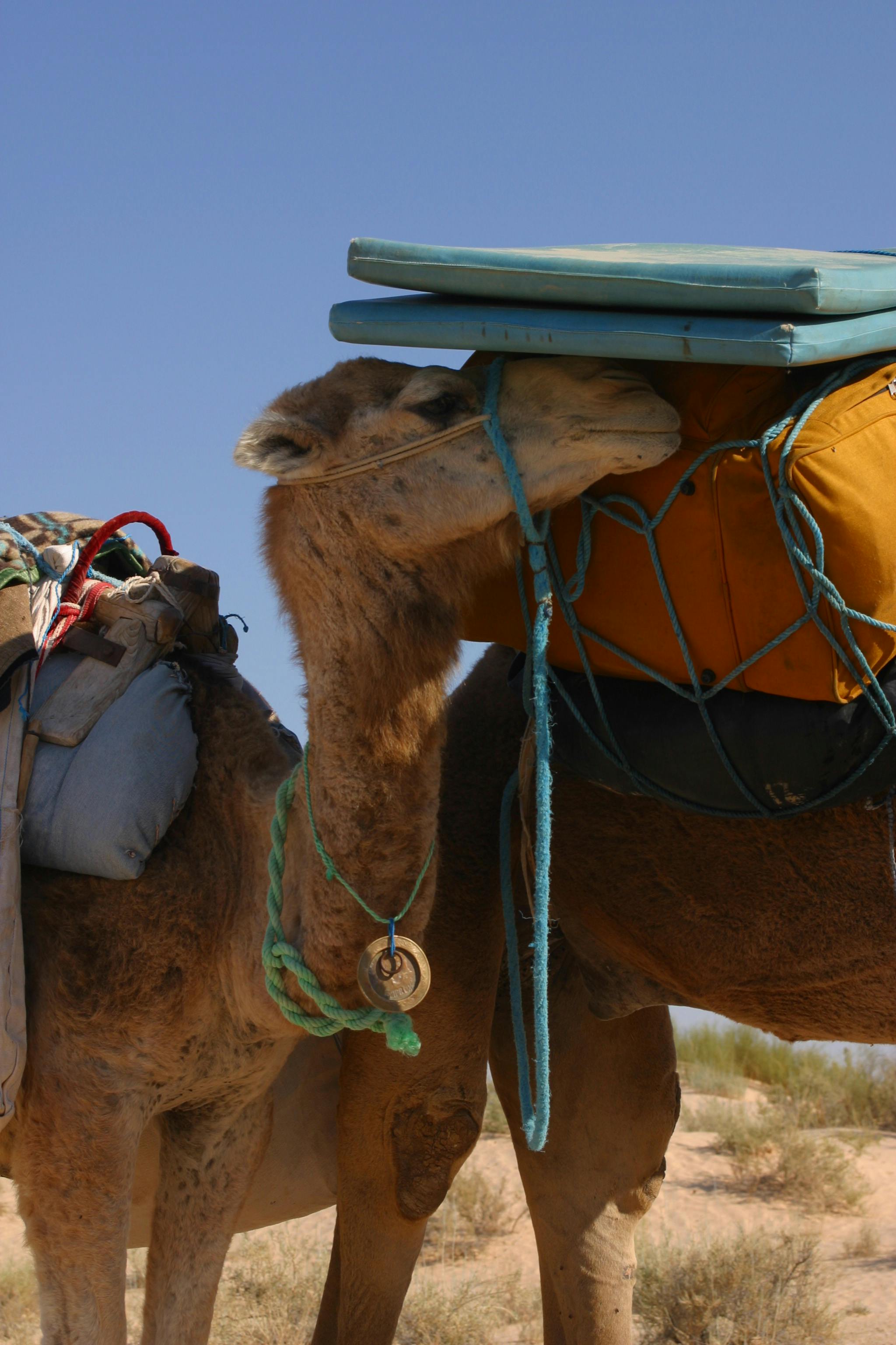 Camel with Harness · Free Stock Photo