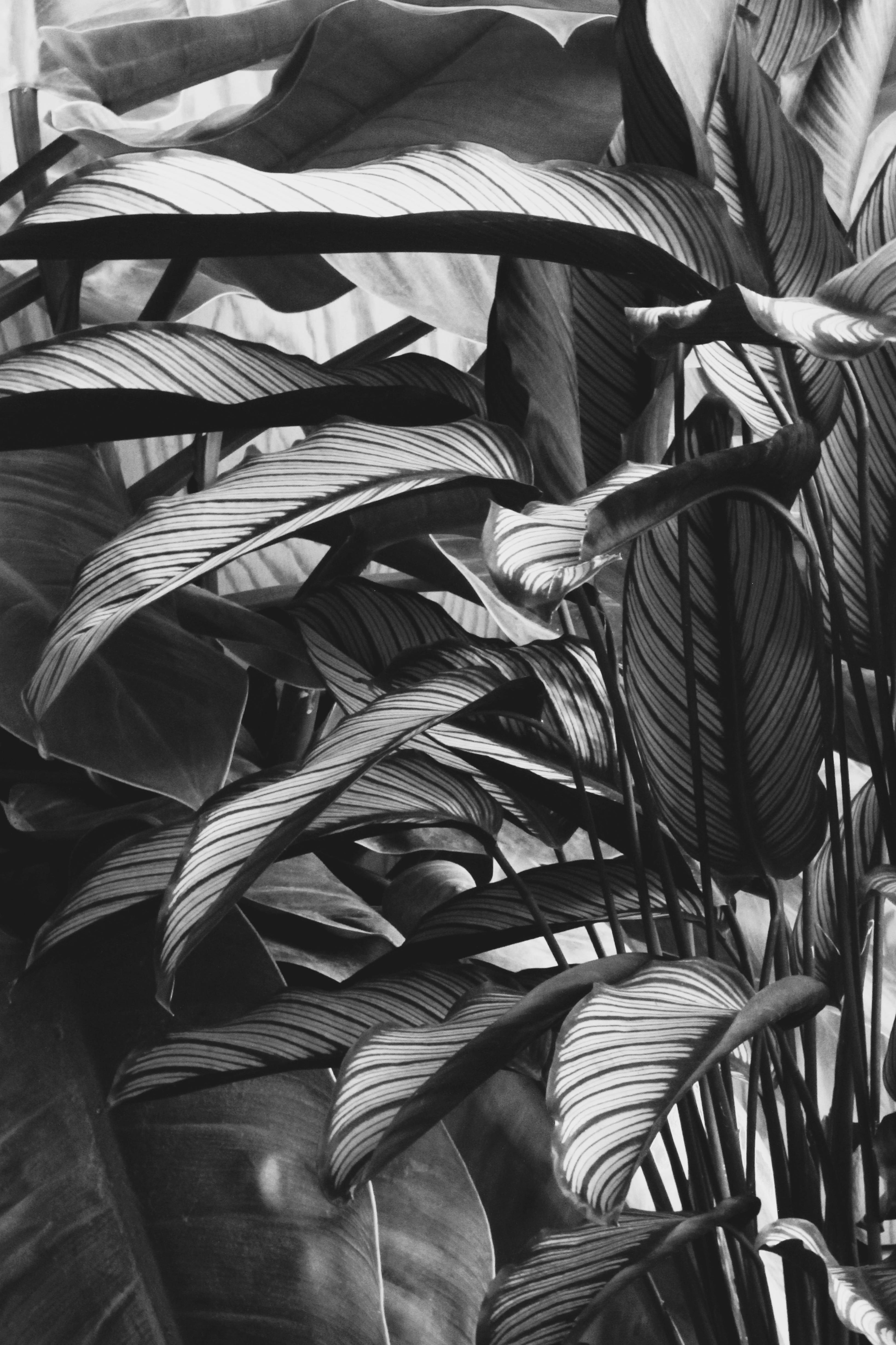 Grayscale Photo of Tree Branch · Free Stock Photo