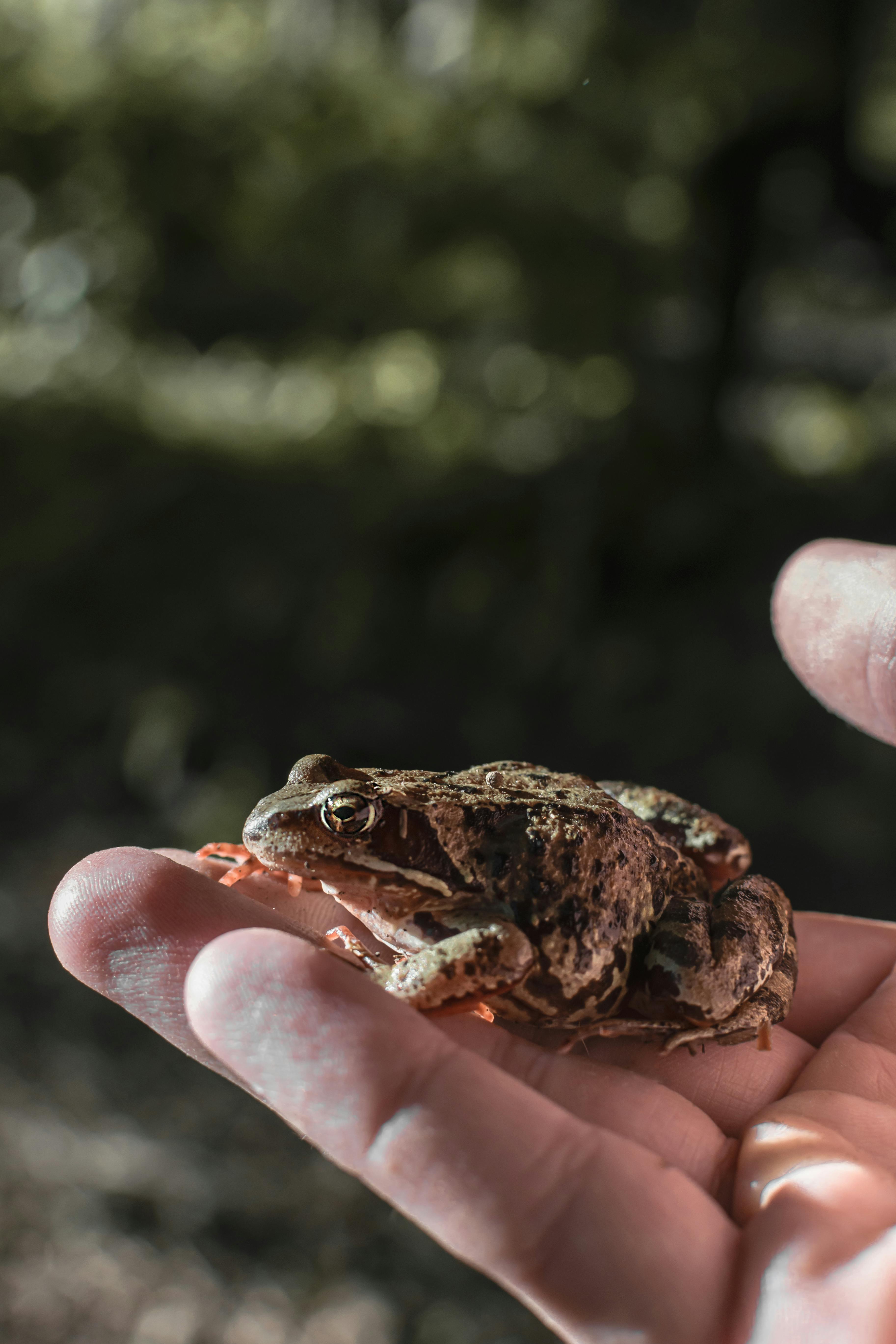 A Frog on a Hand · Free Stock Photo