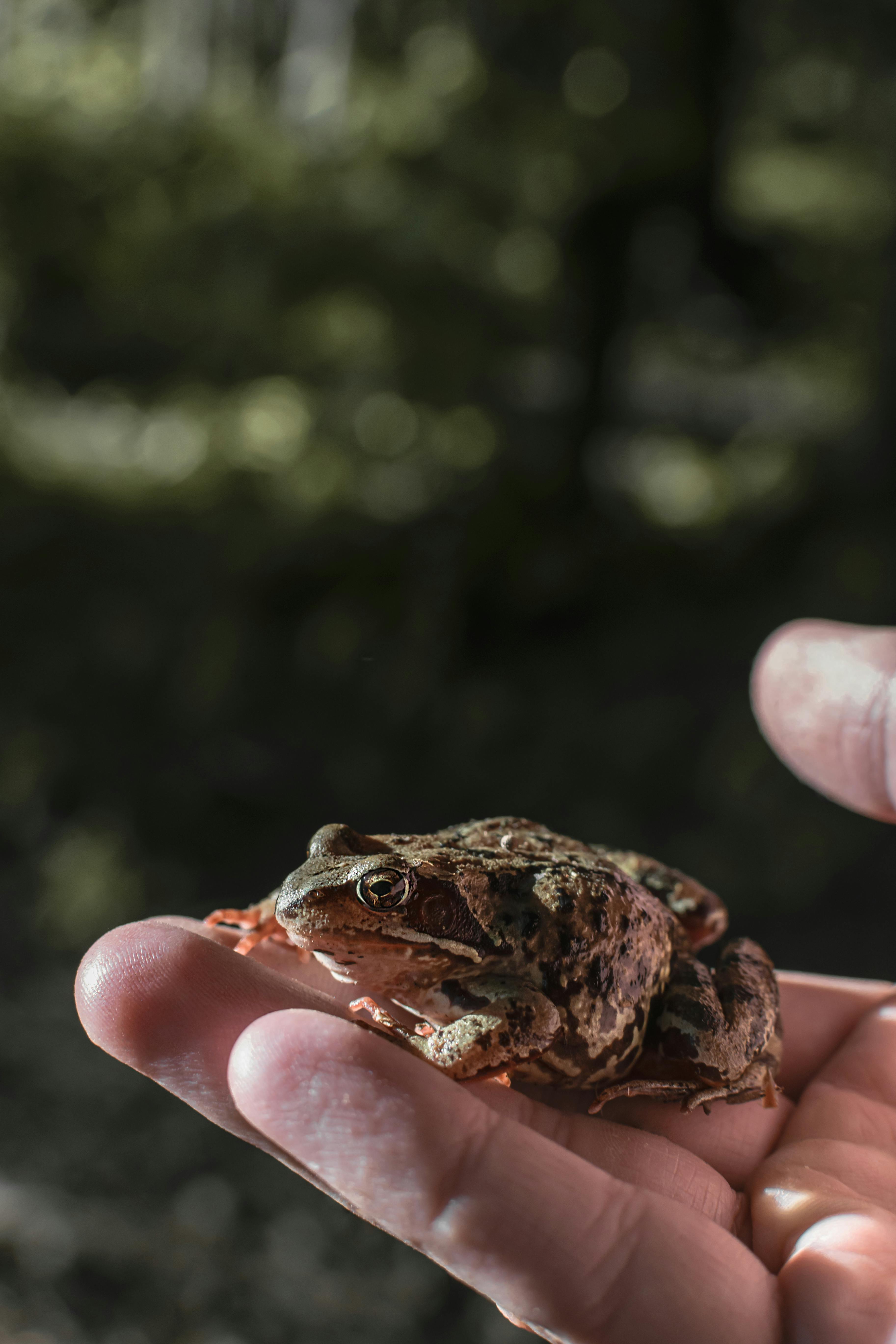 Green and White Frog Resting on Brown Tree Branch · Free Stock Photo