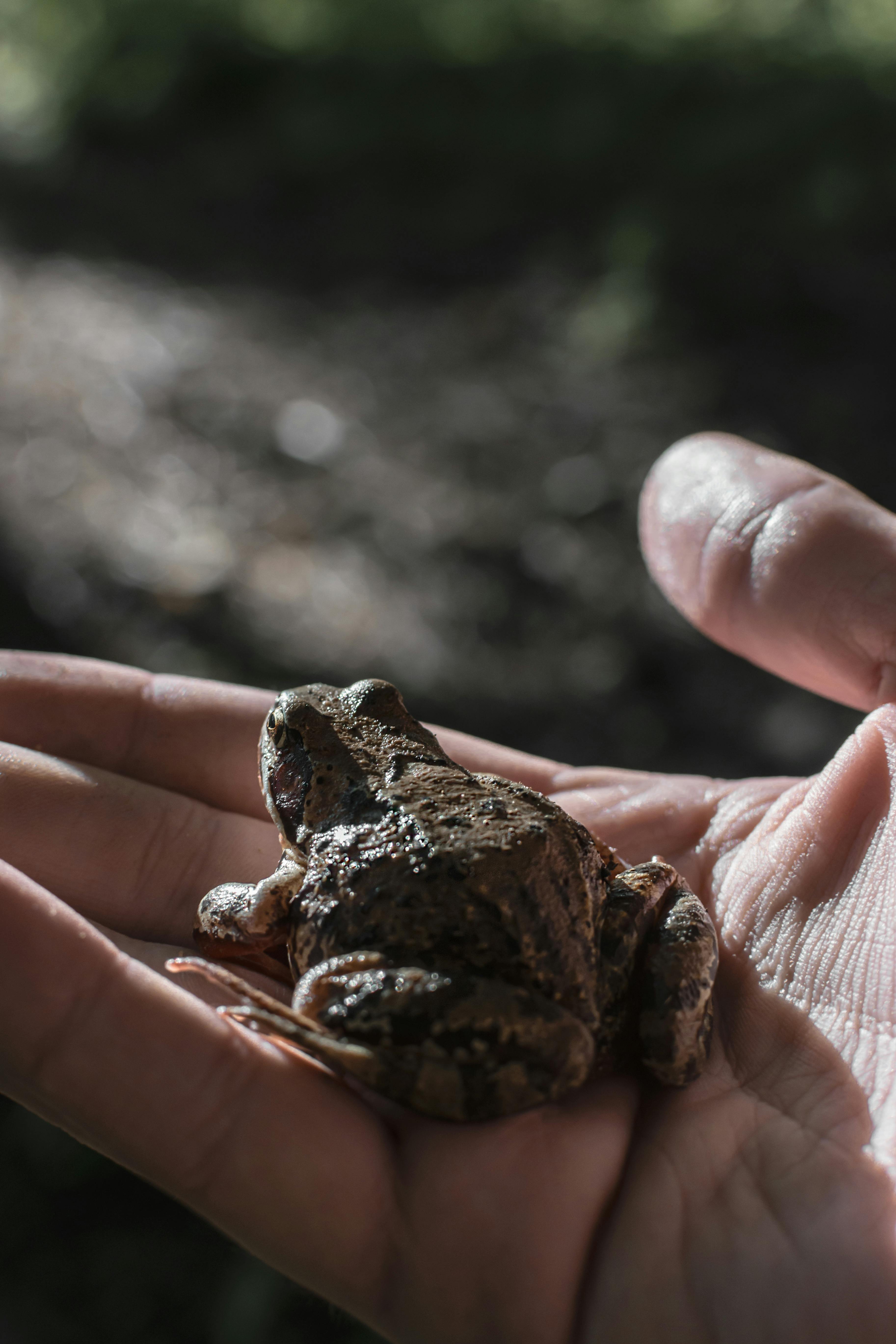 Frog In Hand Photos, Download The BEST Free Frog In Hand Stock Photos ...