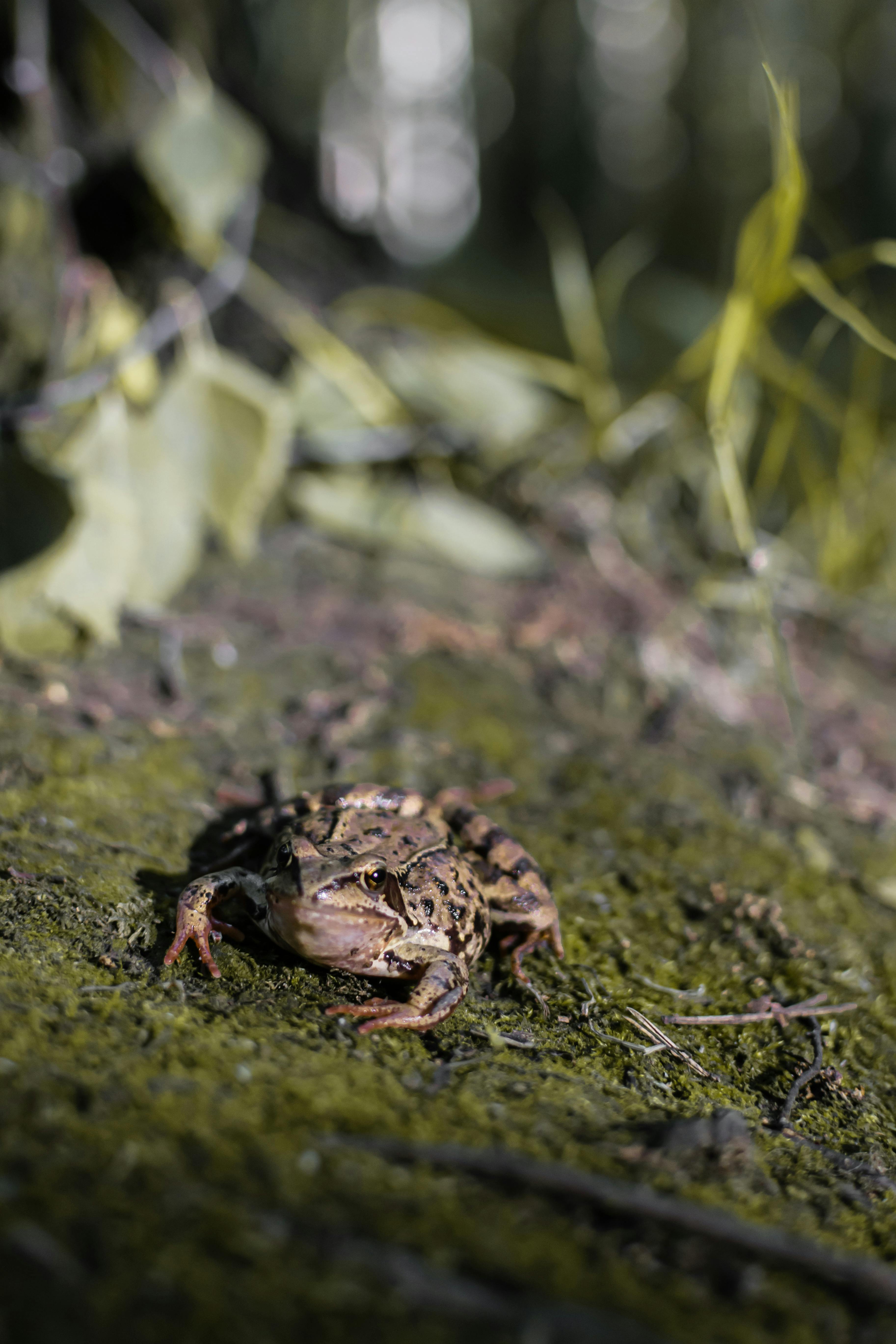 Close-Up Shot of a Frog · Free Stock Photo